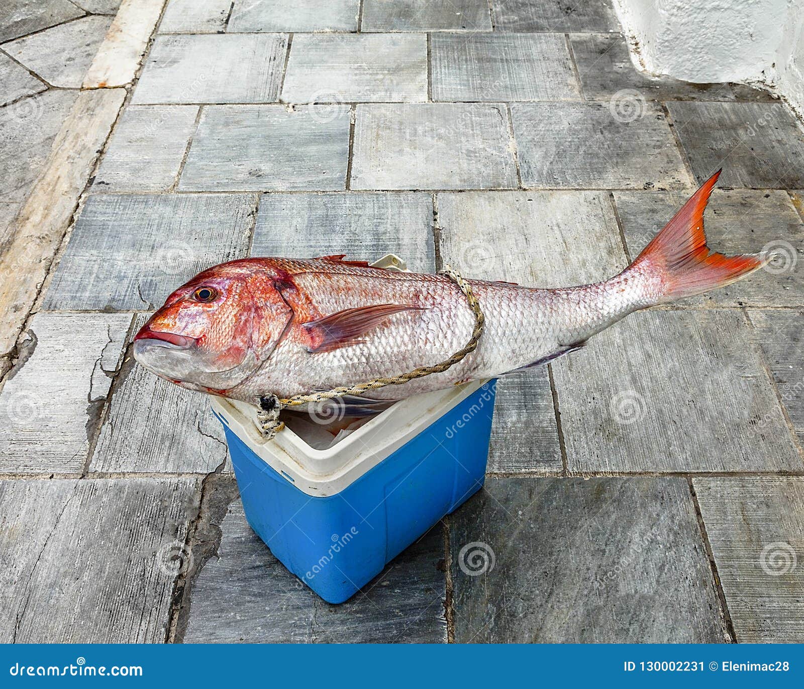 Pescados Del Pargo Rojo Aislado Imagen de archivo - Imagen de mariscos ...
