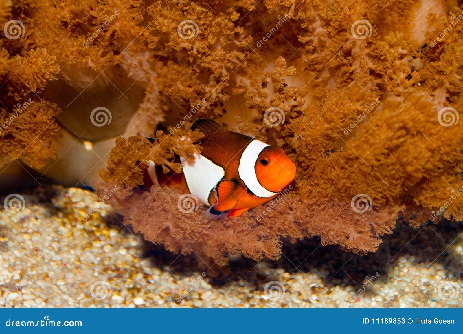 Pescados Del Payaso De Nemo Imagen de archivo - Imagen de coral ...