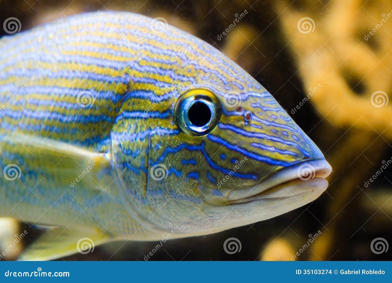 Pescados del ronco foto de archivo. Imagen de fondo, florida - 35103274