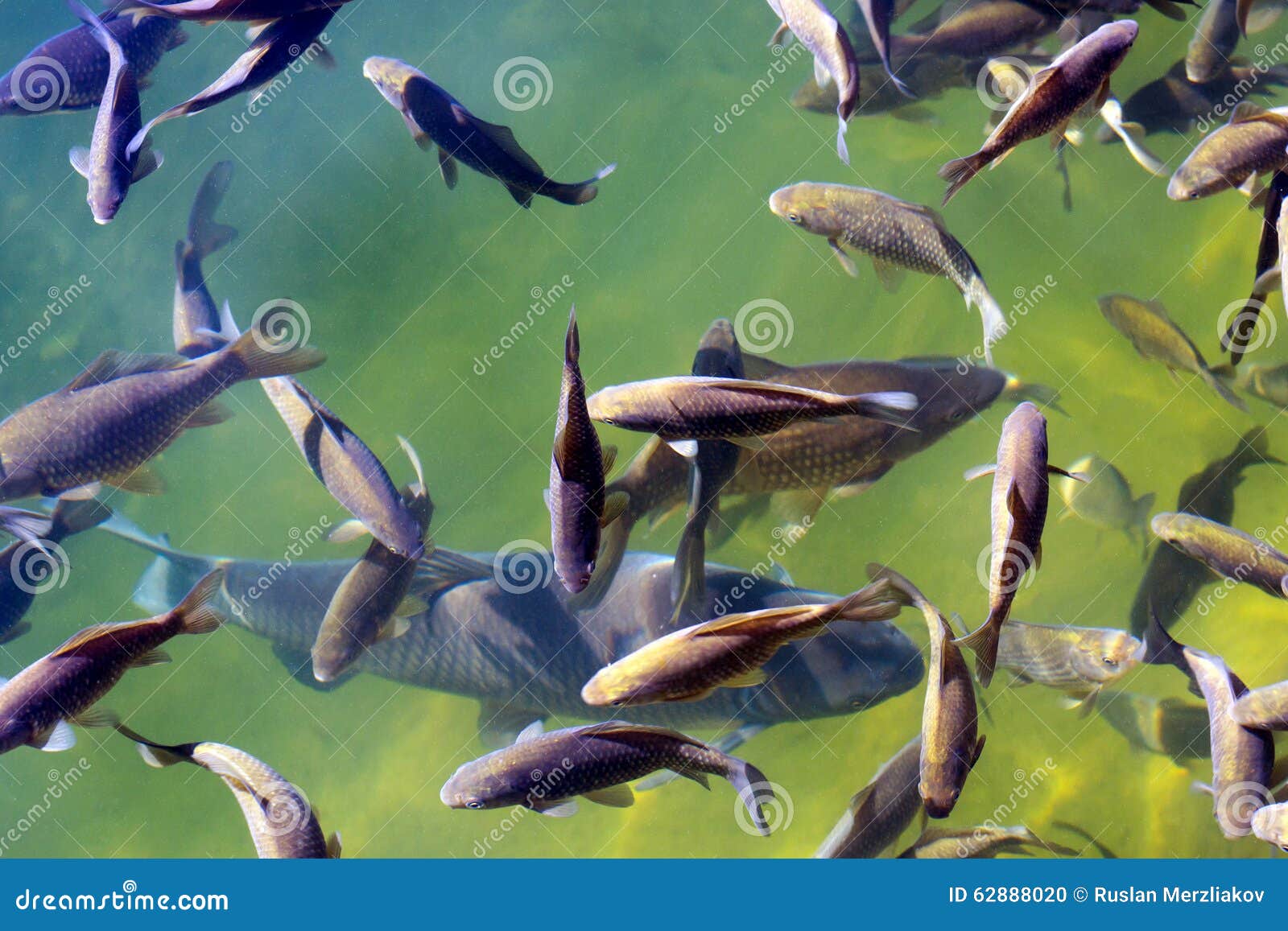 Pescados en el lago foto de archivo. Imagen de recorrido - 62888020