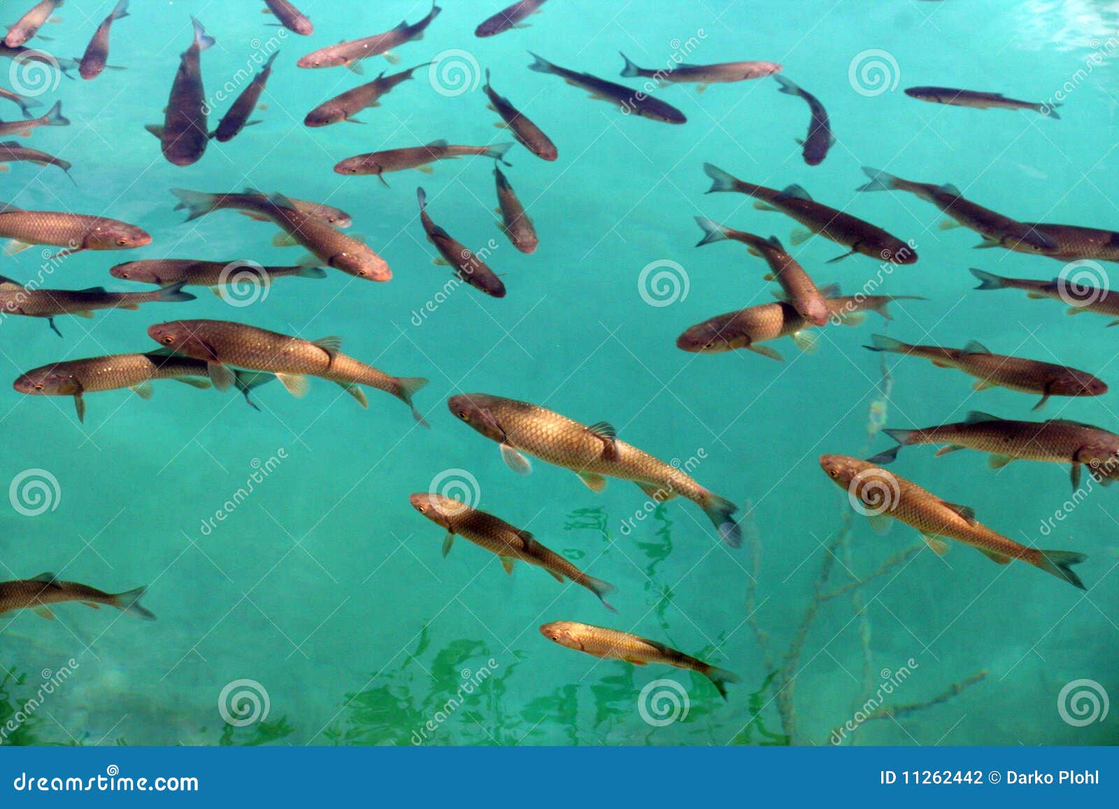 Pescados en el río foto de archivo. Imagen de puramente - 11262442