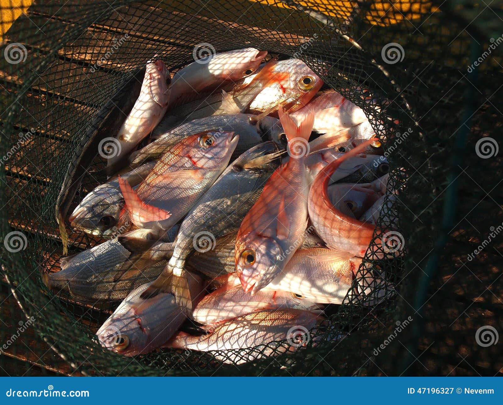 Pescados en la red imagen de archivo. Imagen de fresco - 47196327