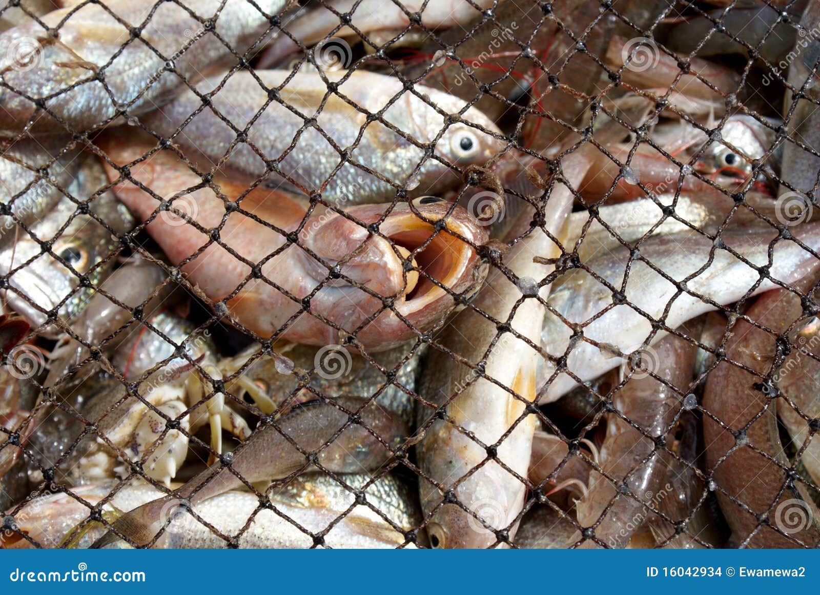 Pescados en una red foto de archivo. Imagen de retén - 16042934
