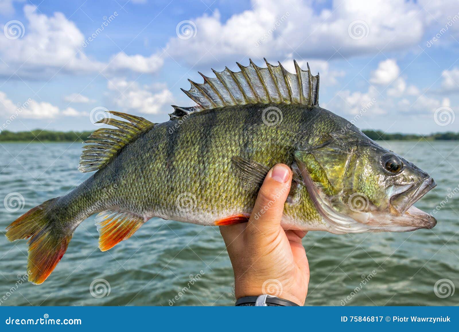Pescados Enormes De La Perca Del Lago Imagen de archivo - Imagen de ...