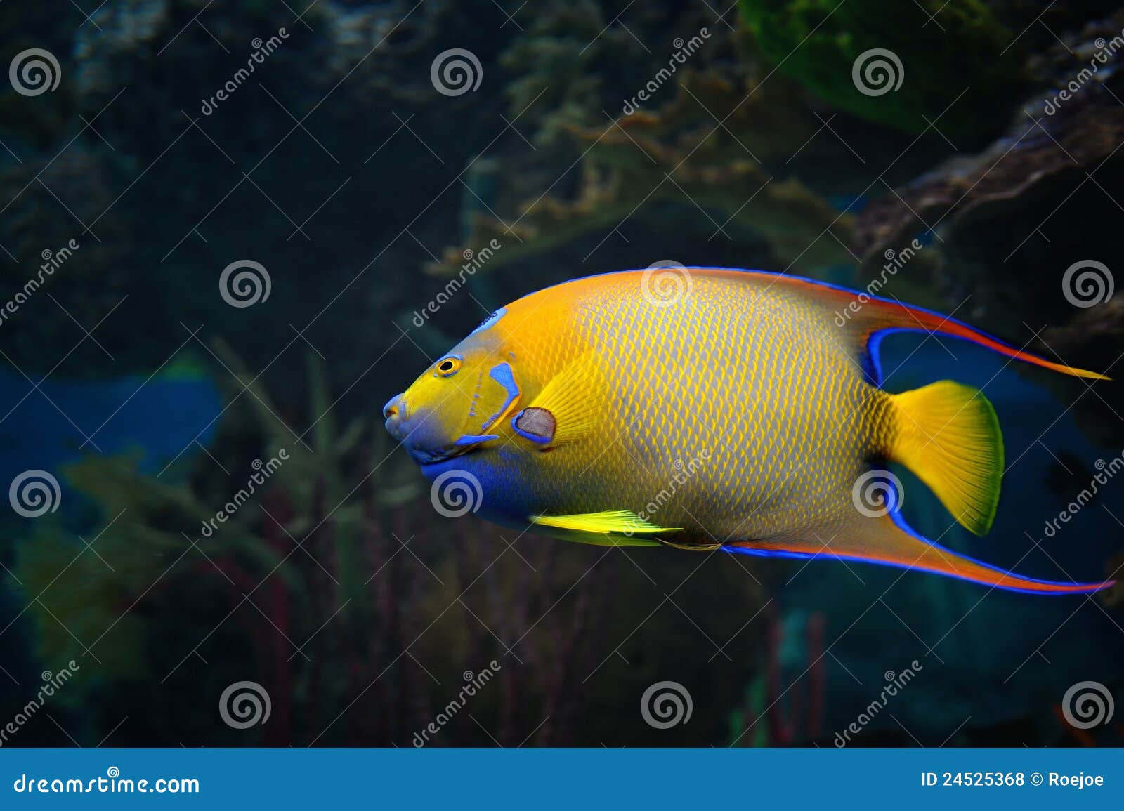 Pescados Exóticos Coloridos Foto de archivo - Imagen de criatura ...