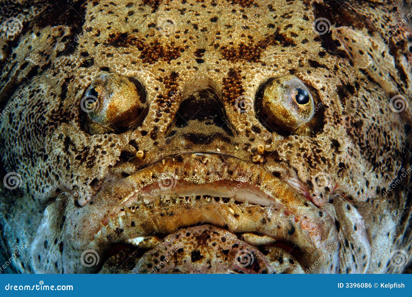 Pescados feos foto de archivo. Imagen de emboscada, vida - 3396086