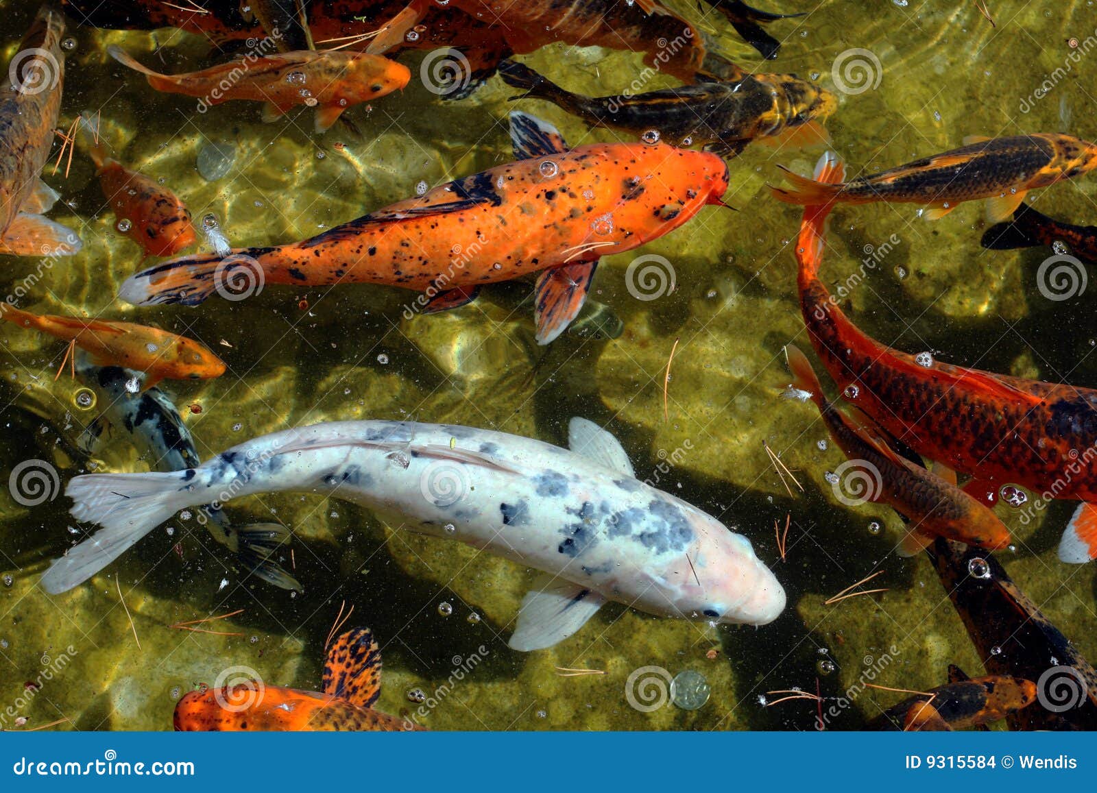 Pescados japoneses de Koi foto de archivo. Imagen de animales - 9315584