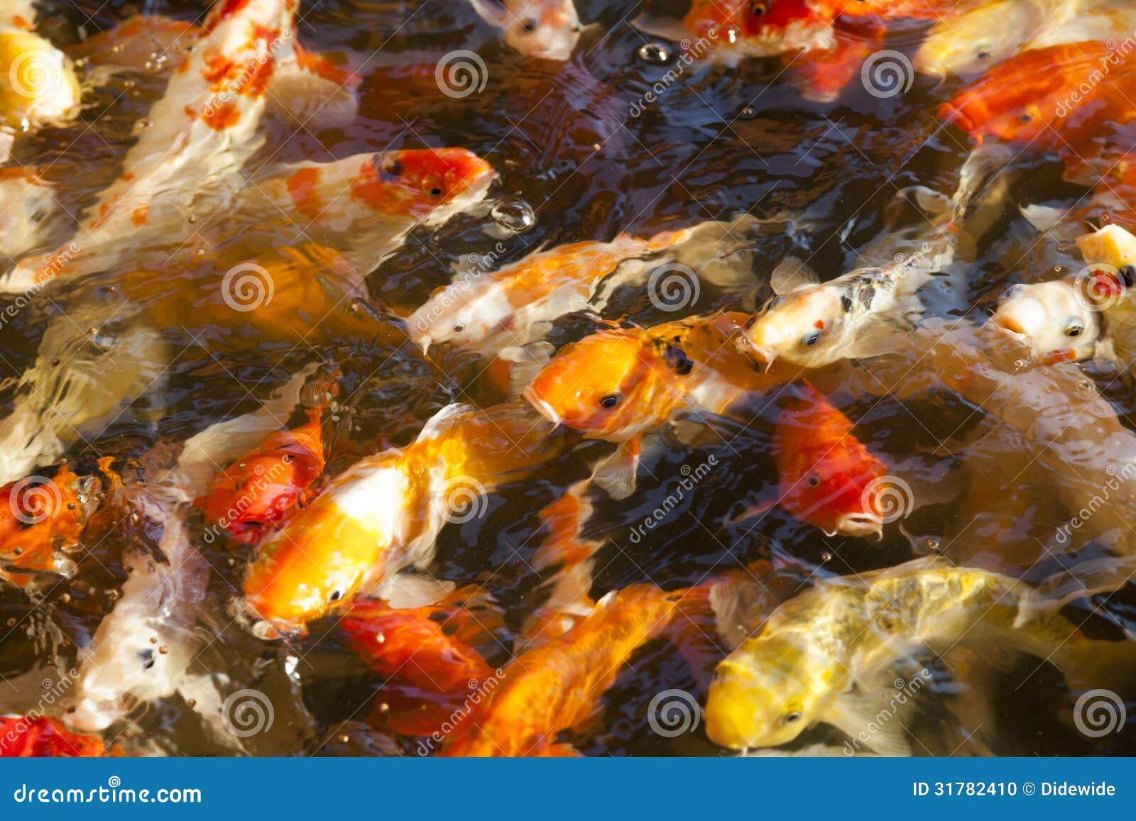 Pescados japoneses del koi foto de archivo. Imagen de carpa - 31782410