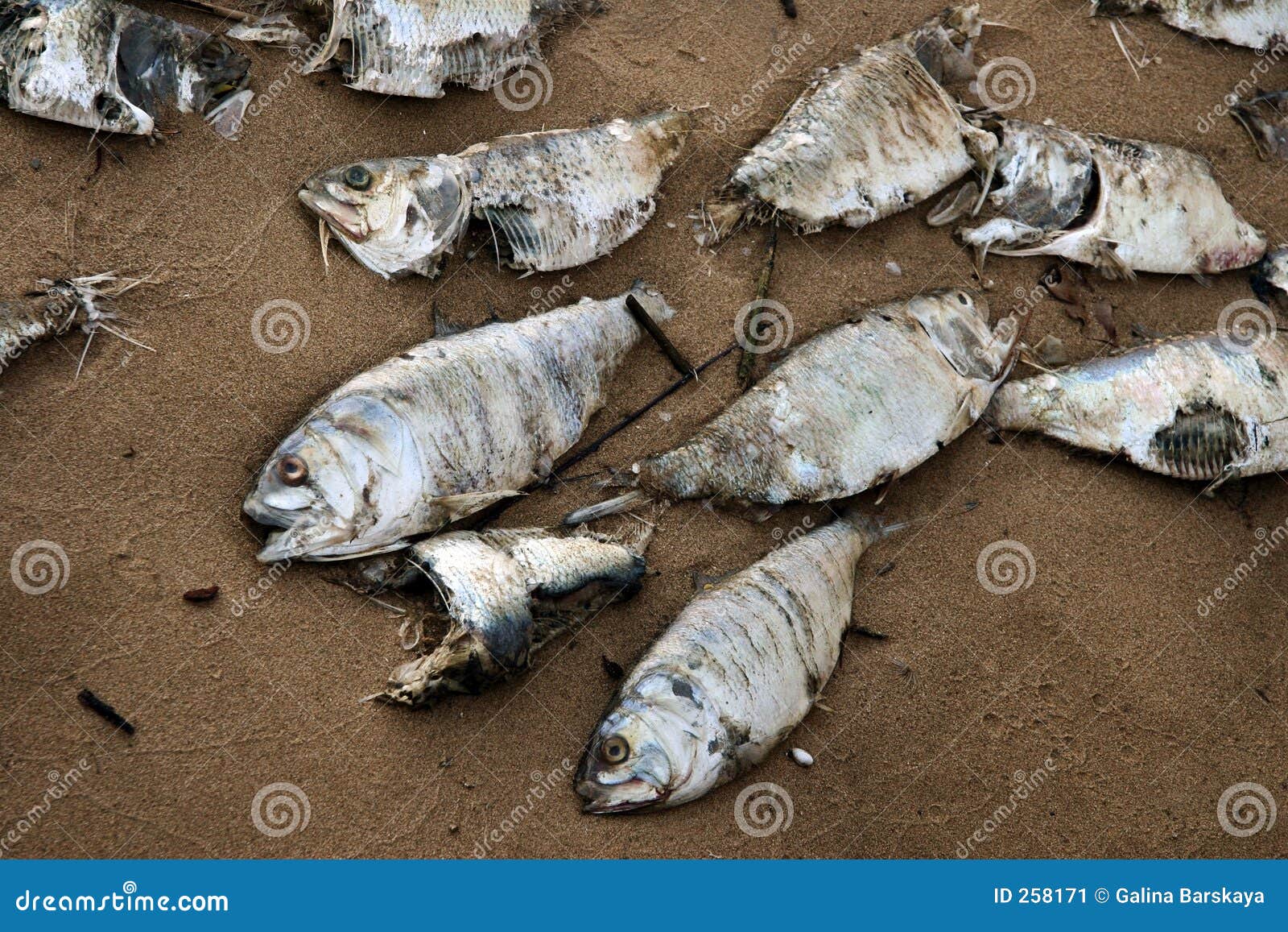 Pescados muertos imagen de archivo. Imagen de peligro, bacterias - 258171