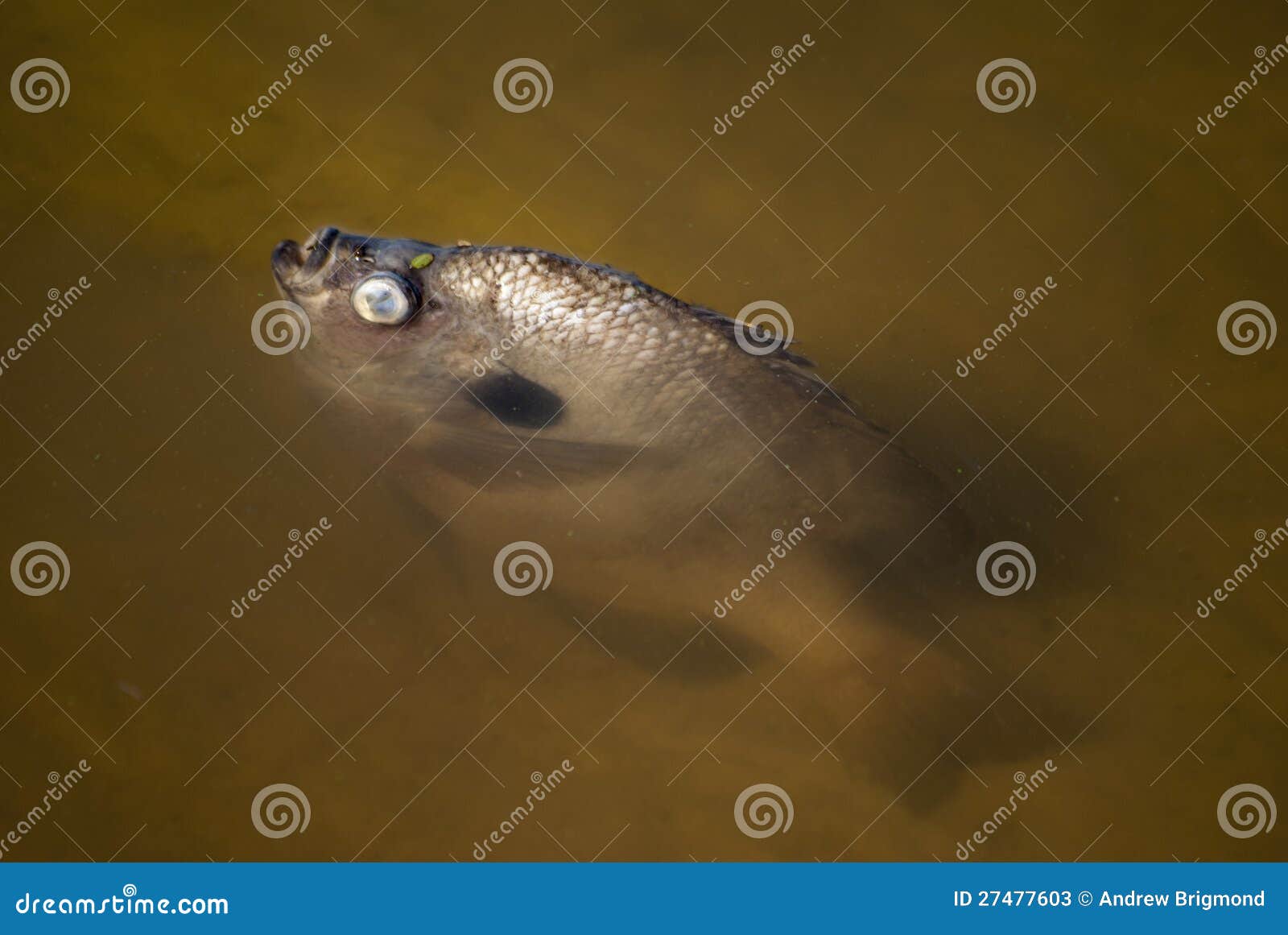 Pescados muertos imagen de archivo. Imagen de muerte - 27477603