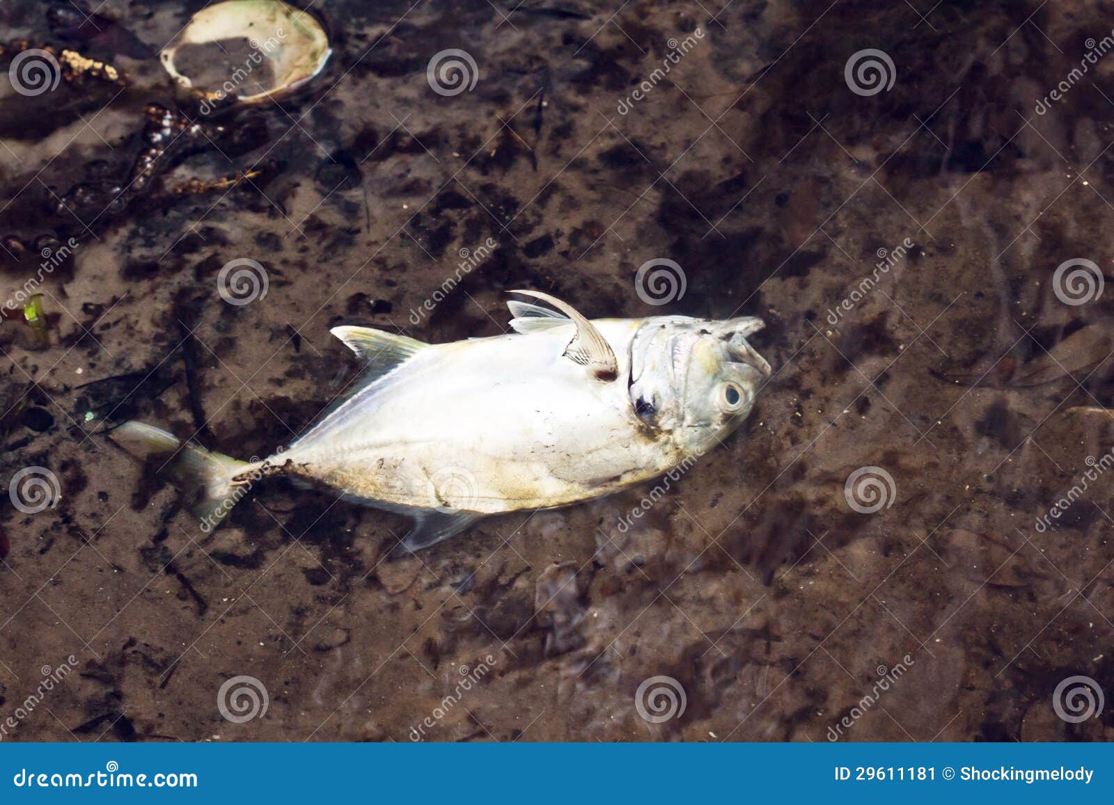 Pescados muertos imagen de archivo. Imagen de mortal - 29611181