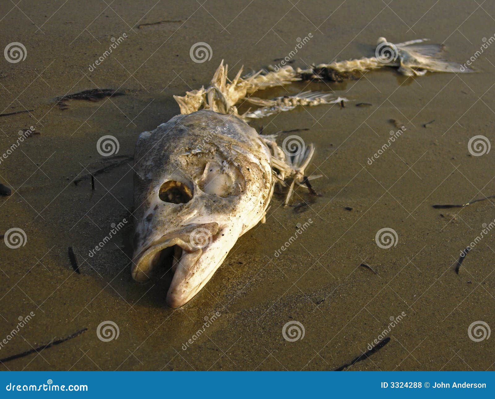 Pescados muertos foto de archivo. Imagen de pescados, ramitas - 3324288