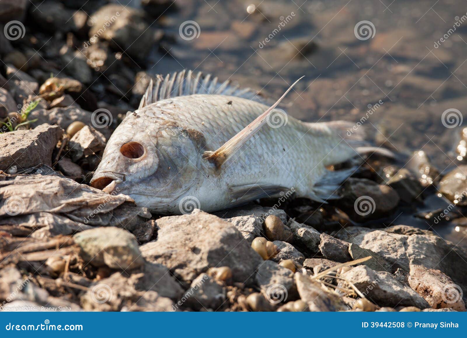 Pescados muertos foto de archivo. Imagen de pescados - 39442508