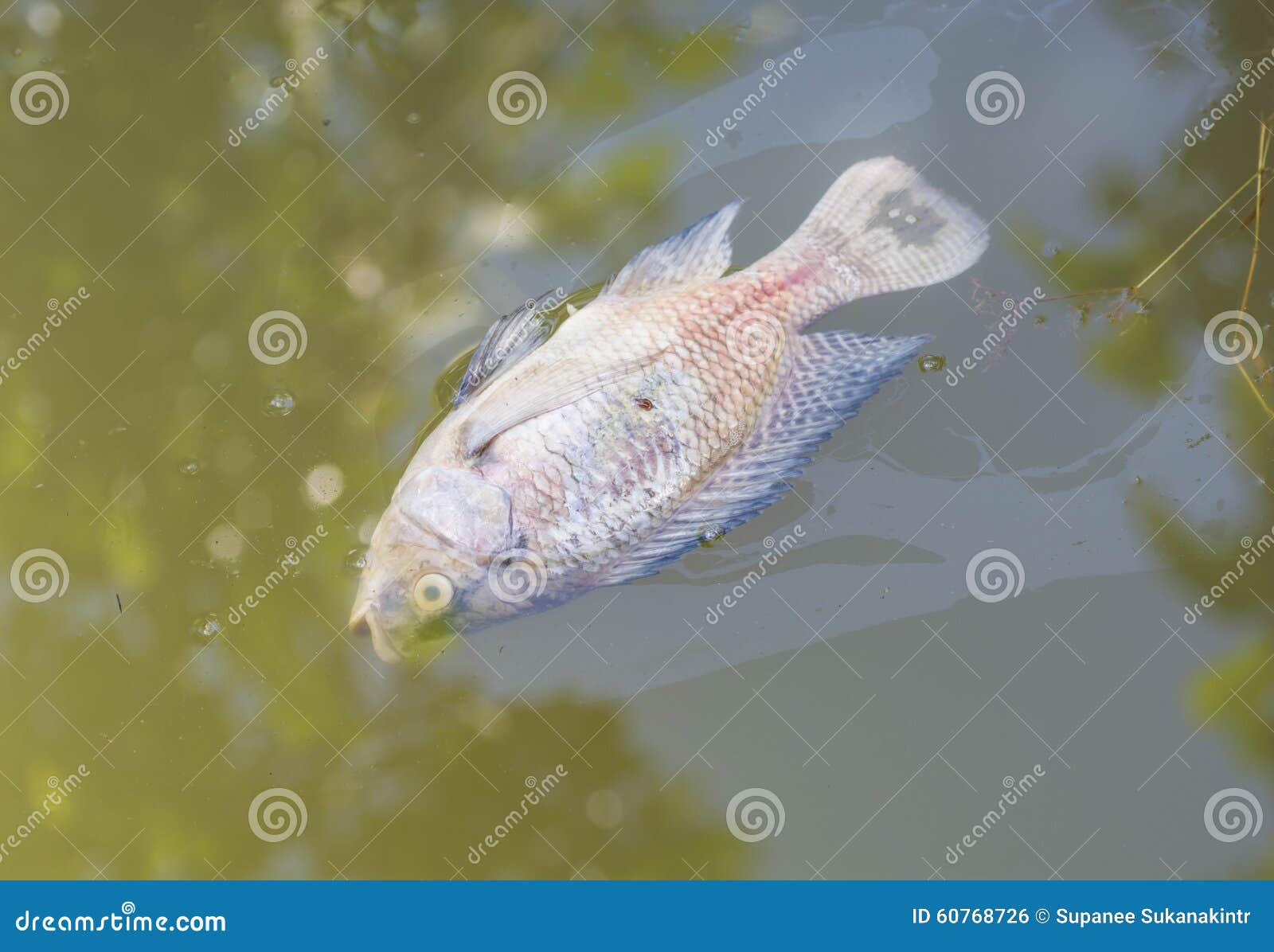 Pescados muertos foto de archivo. Imagen de ambiental - 60768726