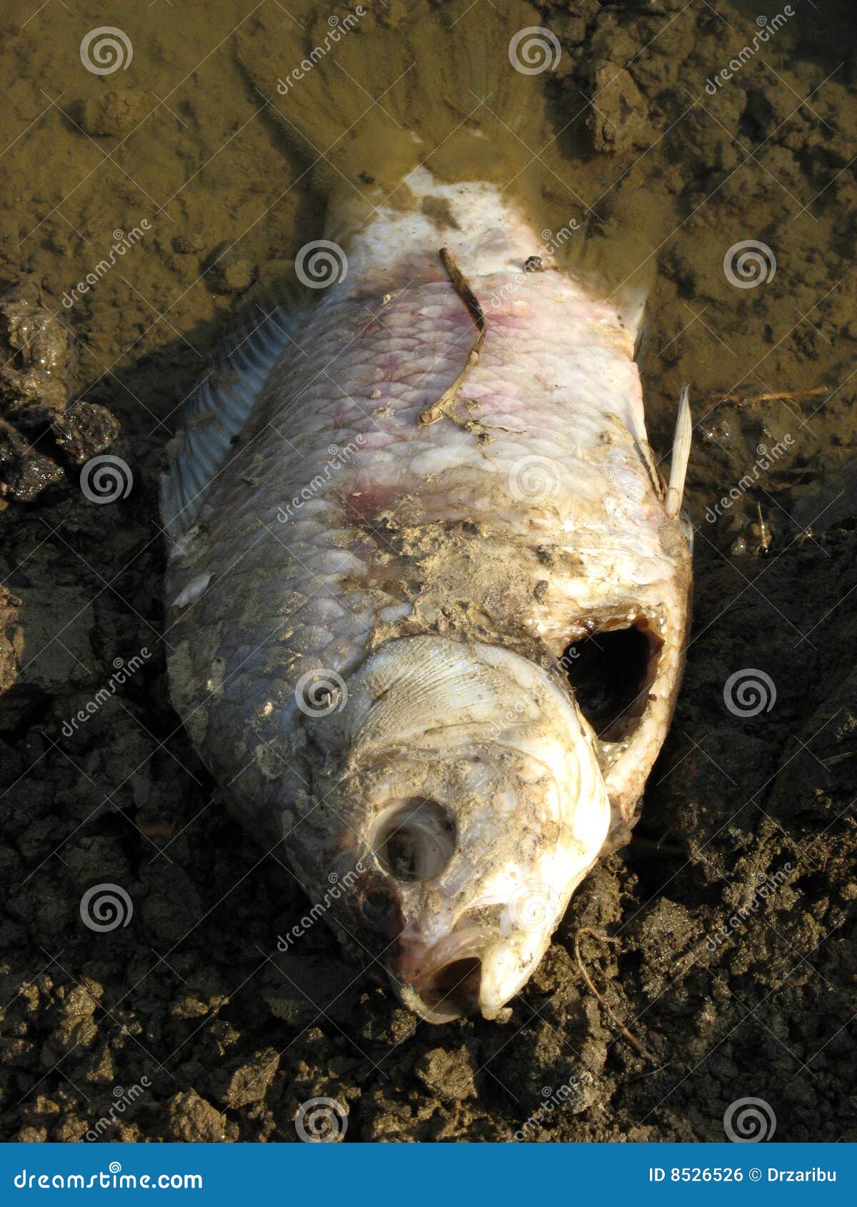 Pescados muertos foto de archivo. Imagen de virulento - 8526526