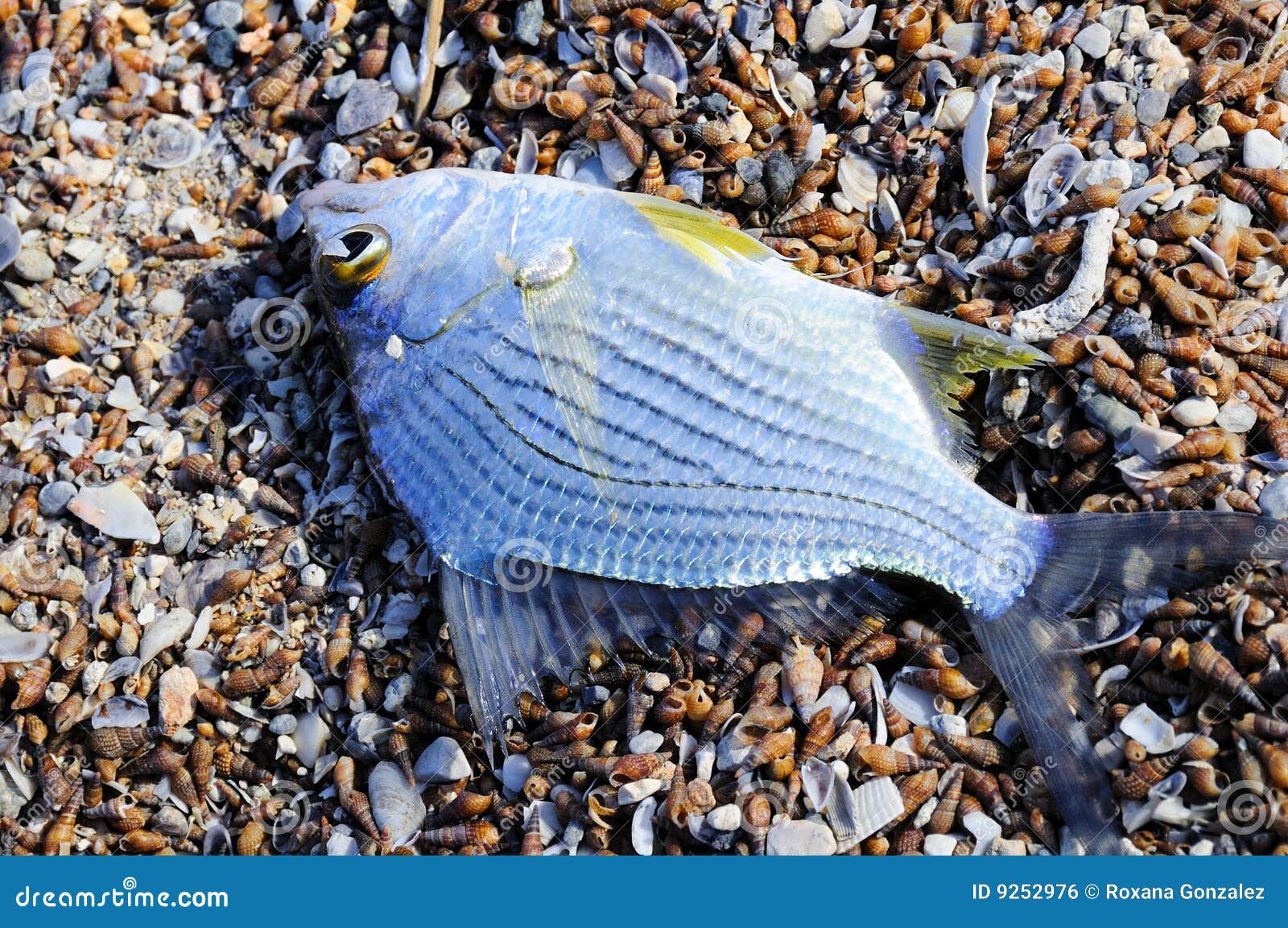 Pescados muertos - Tilapia foto de archivo. Imagen de pescados - 9252976
