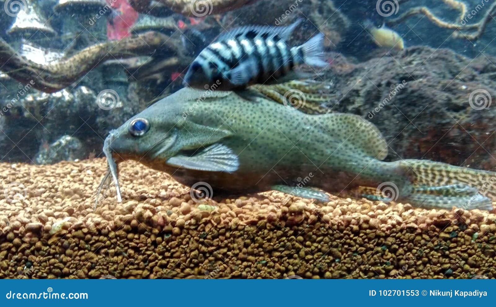 Pescados negros imagen de archivo. Imagen de marina - 102701553