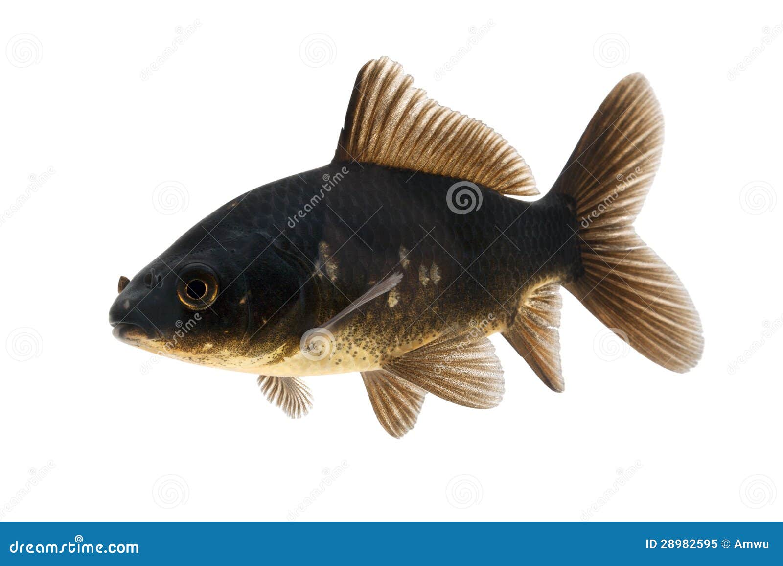 Pescados negros de Koi imagen de archivo. Imagen de frescura - 28982595