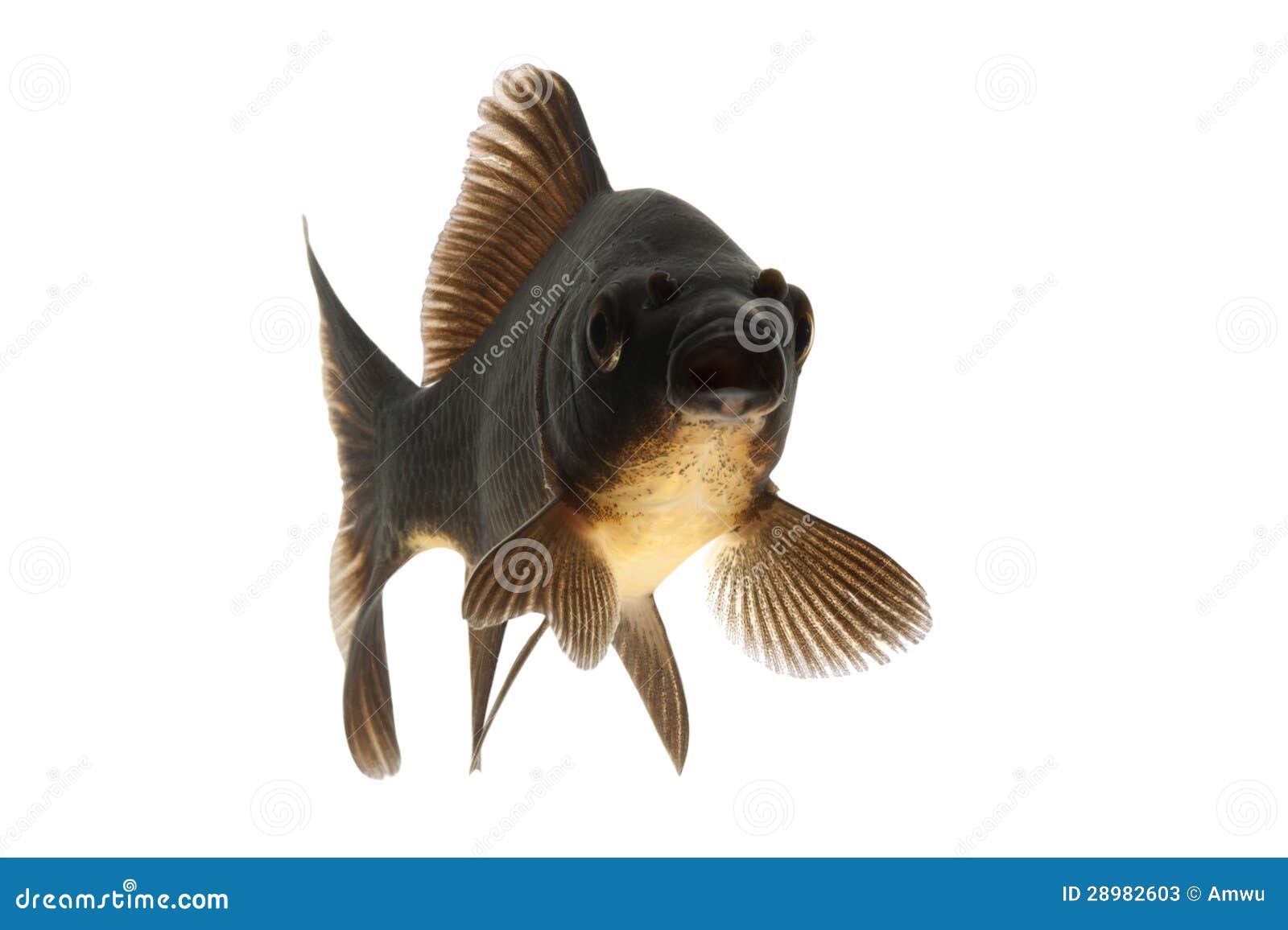 Pescados negros de Koi imagen de archivo. Imagen de blanco - 28982603