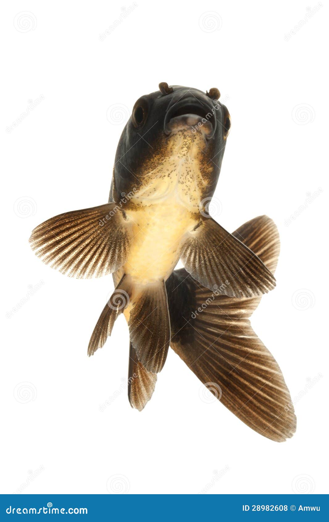 Pescados negros de Koi foto de archivo. Imagen de espacio - 28982608