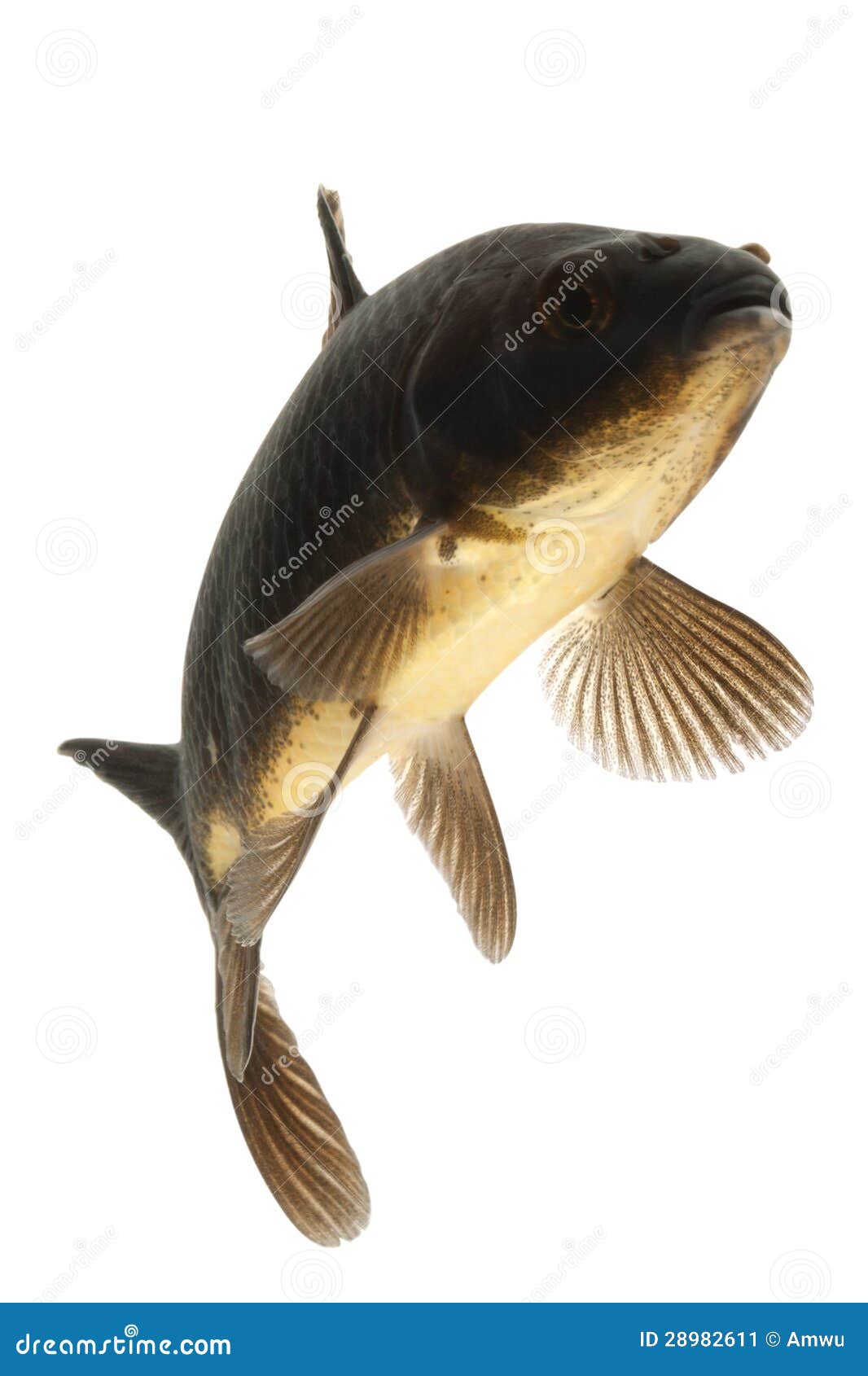 Pescados negros de Koi imagen de archivo. Imagen de doméstico - 28982611