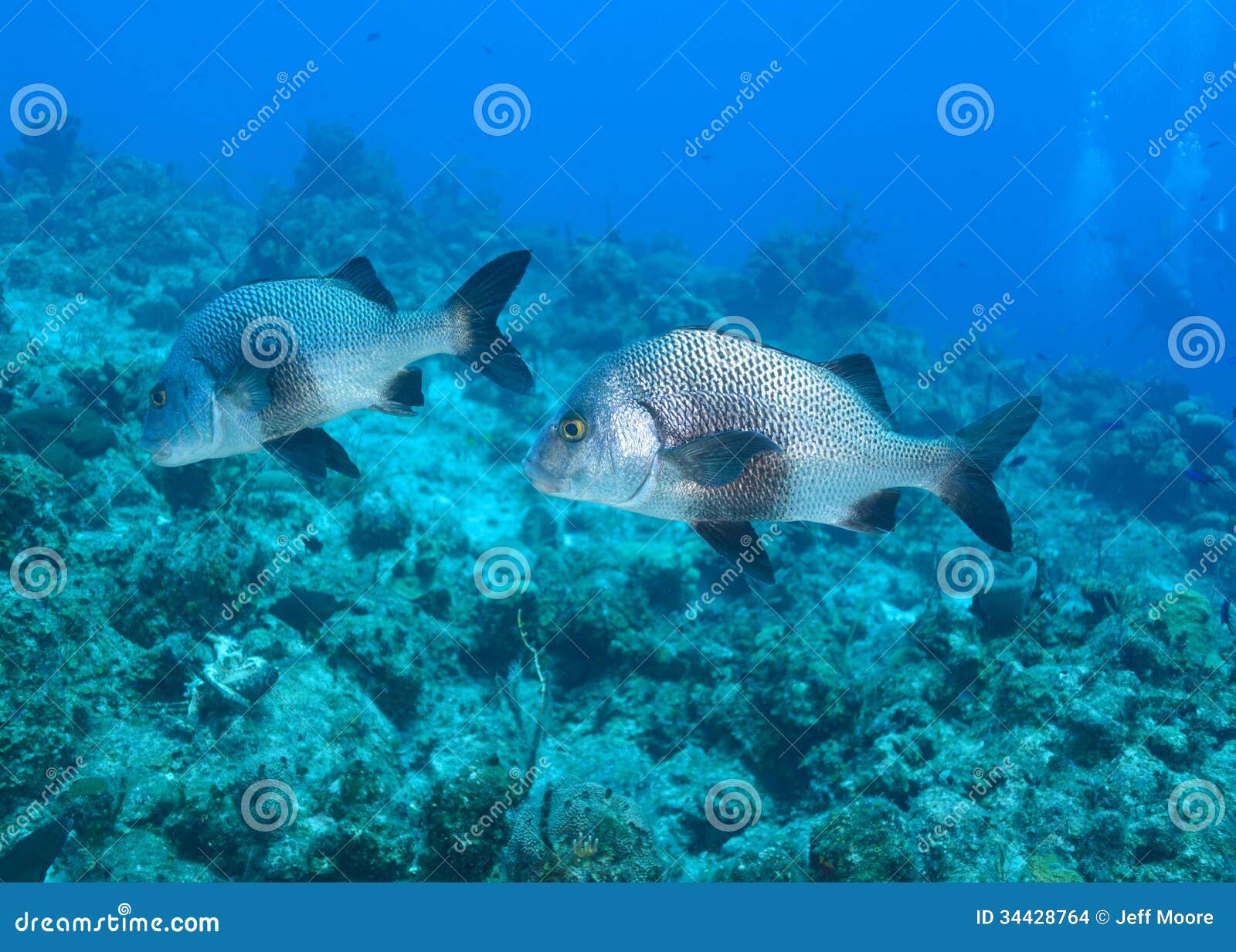 Pescados negros de Margate foto de archivo. Imagen de escalas - 34428764