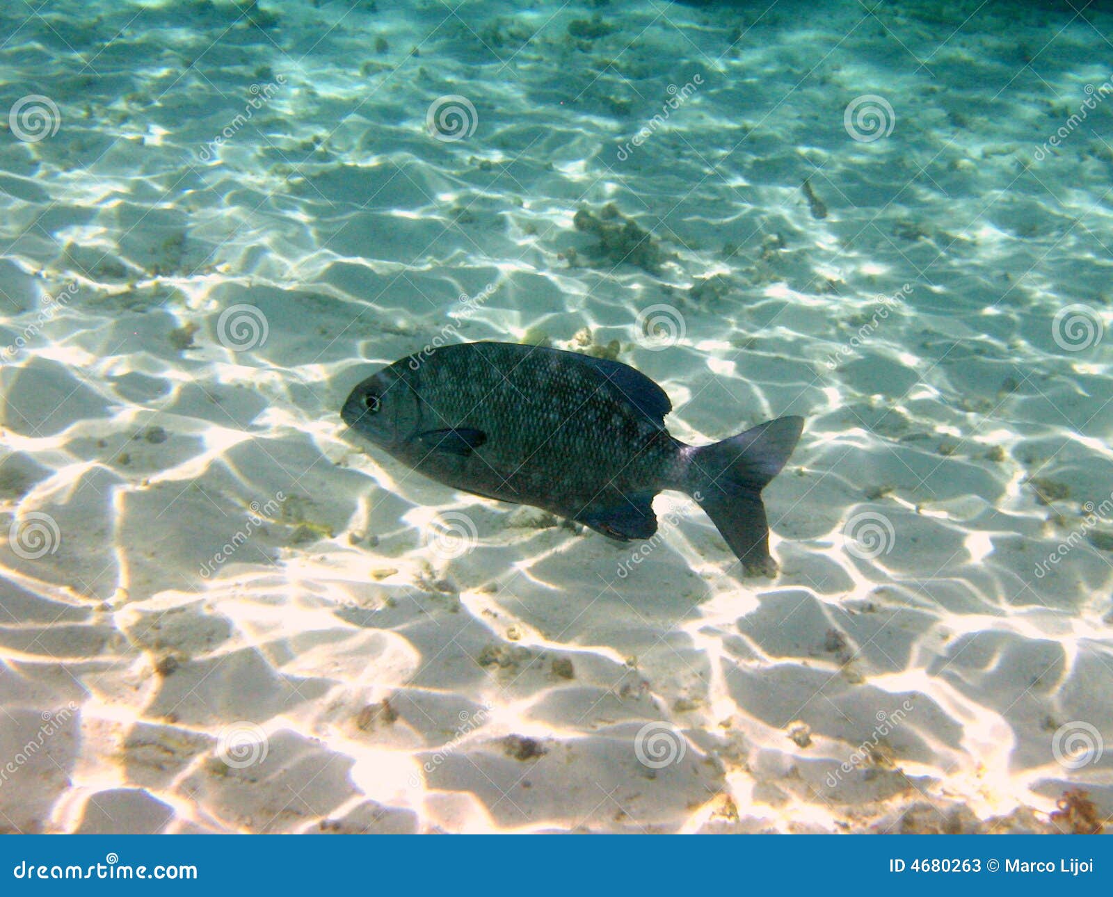 Pescados Oscuros De Maldives Imagen de archivo - Imagen de pescados ...