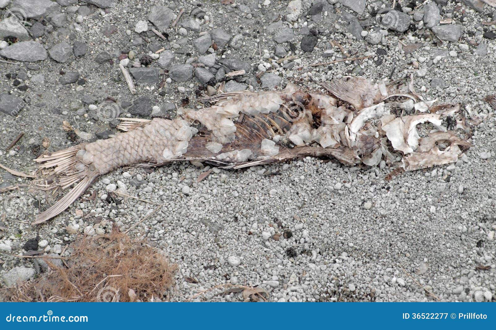 Pescados putrefactos imagen de archivo. Imagen de grava - 36522277