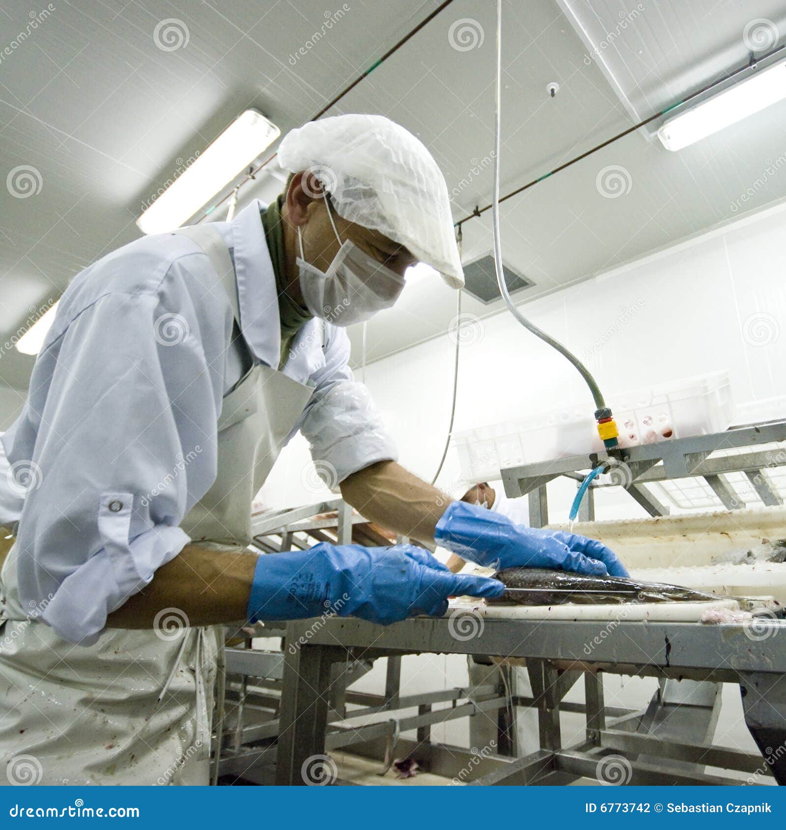 Pescados Que Procesan La Fabricación Foto de archivo - Imagen de ...