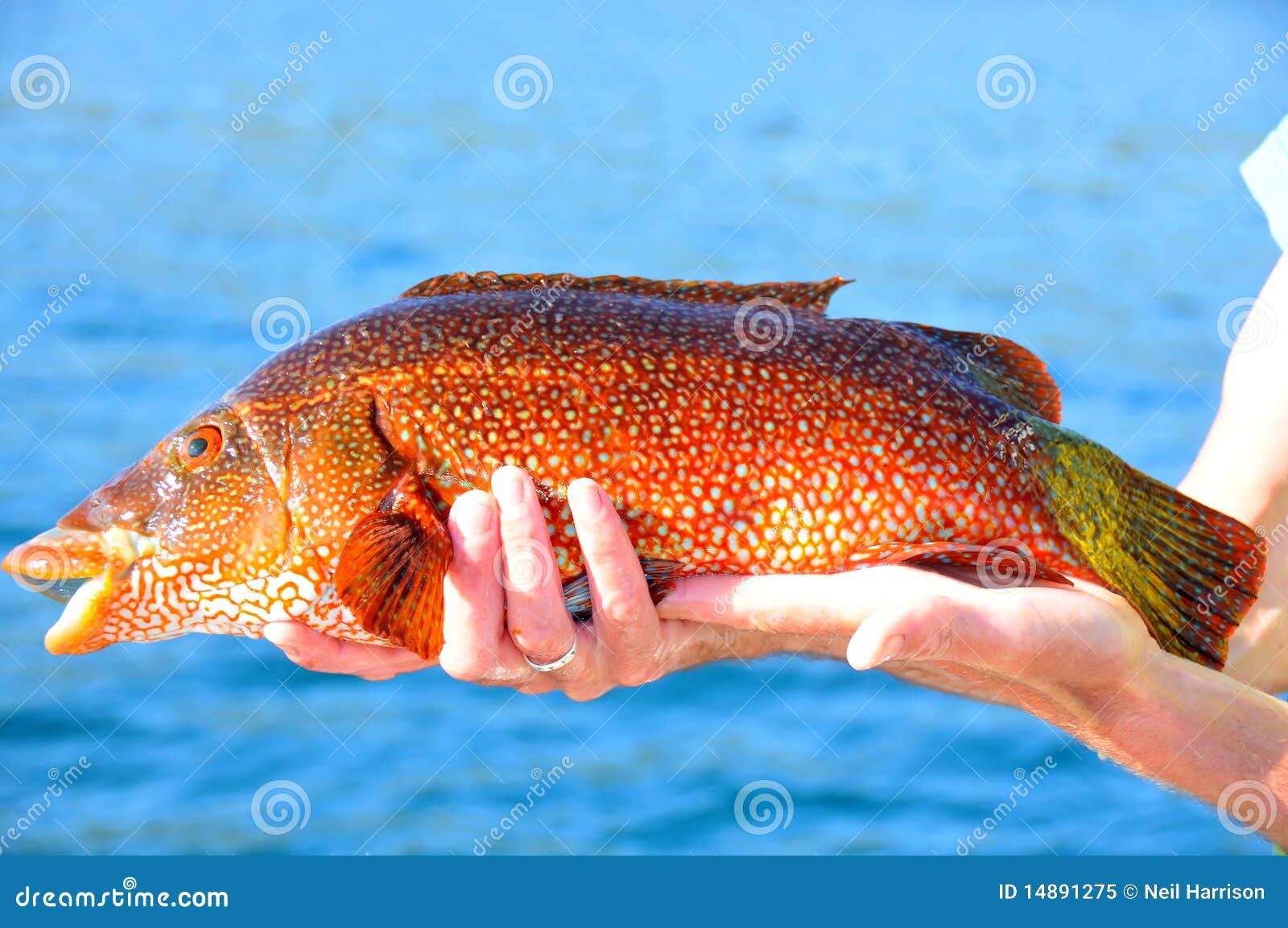 Pescados rojos imagen de archivo. Imagen de rojo, alimento - 14891275