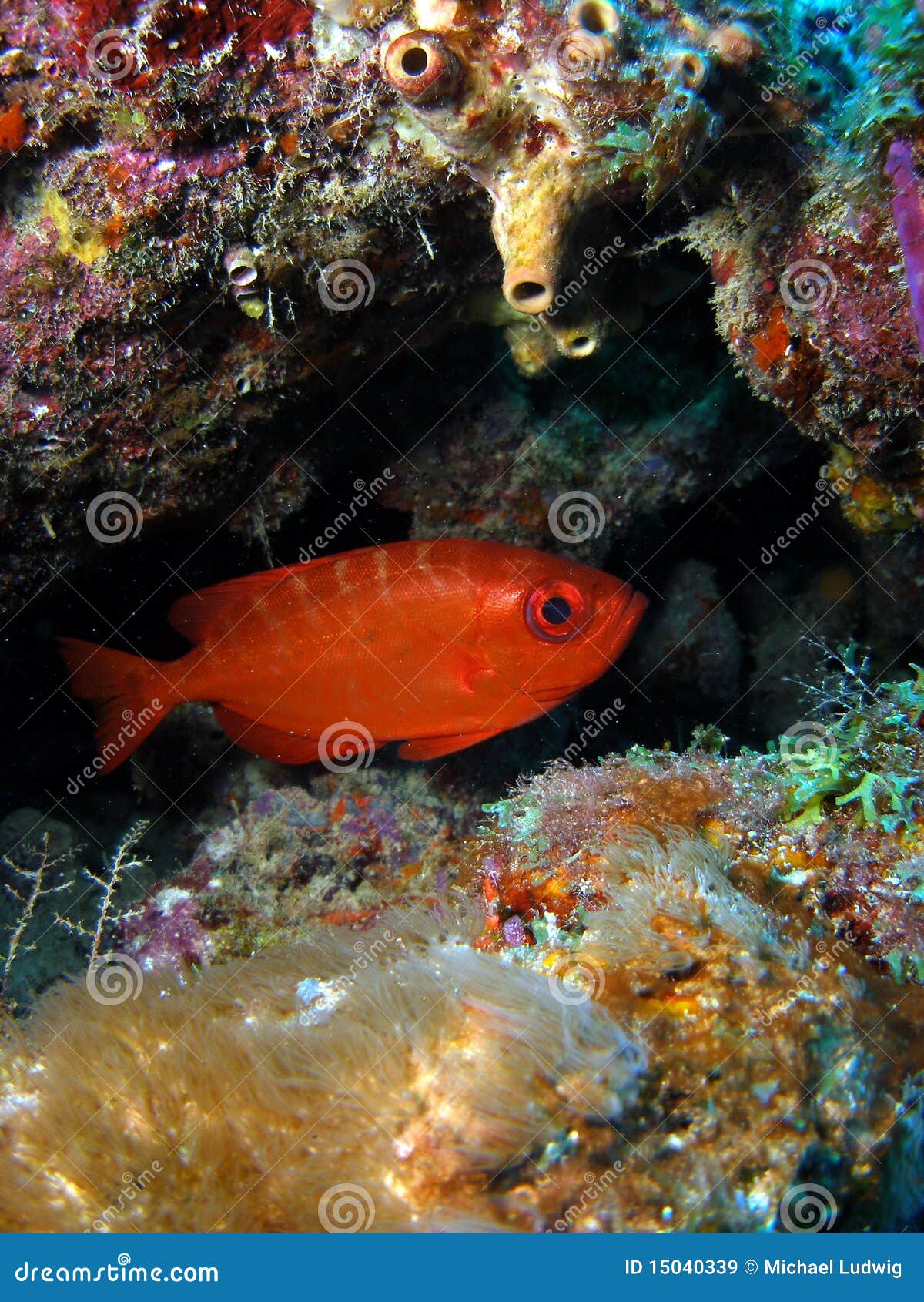 Pescados rojos imagen de archivo. Imagen de aguas, fauna - 15040339