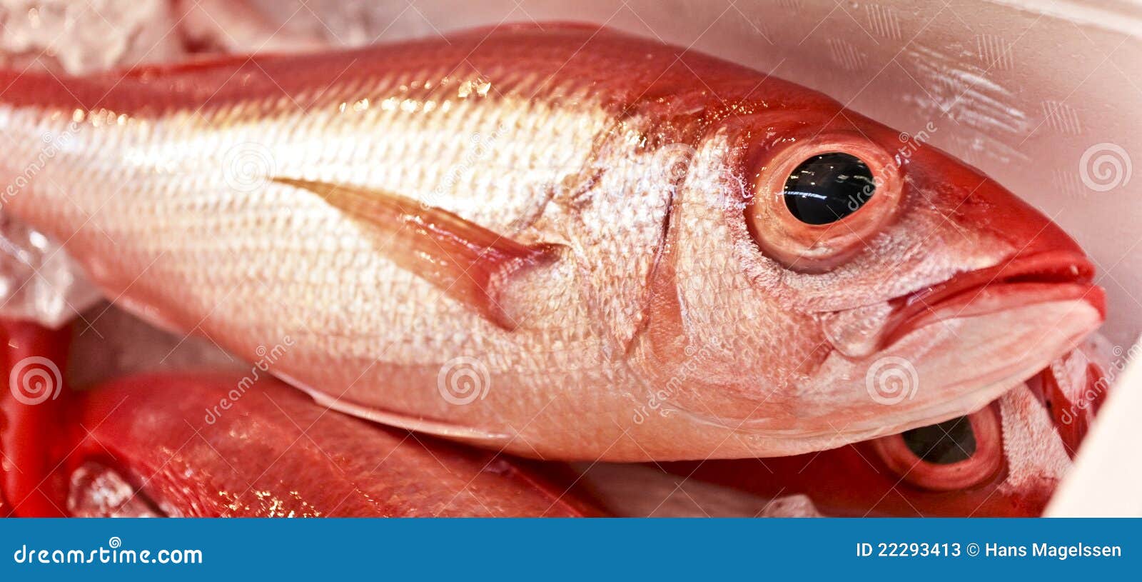 Pescados rojos imagen de archivo. Imagen de alimento - 22293413