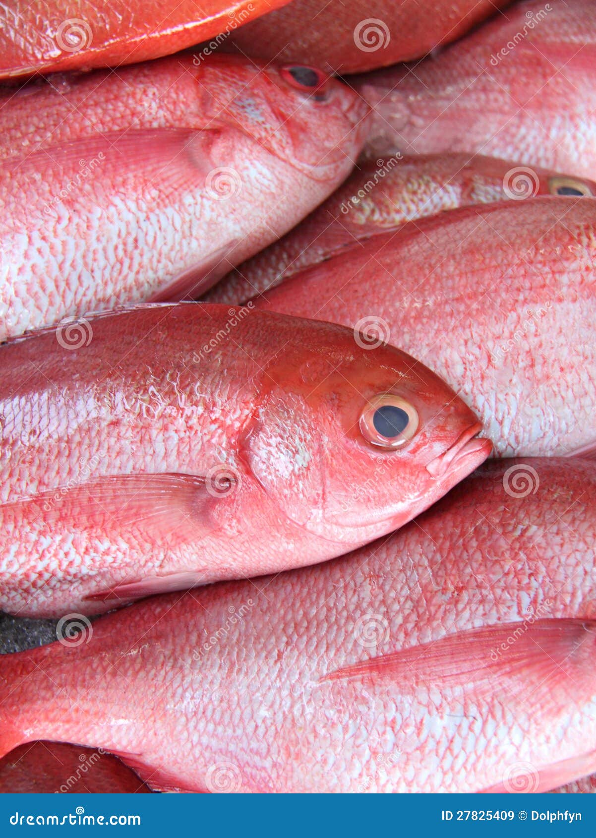 Pescados rojos imagen de archivo. Imagen de rojo, mariscos - 27825409