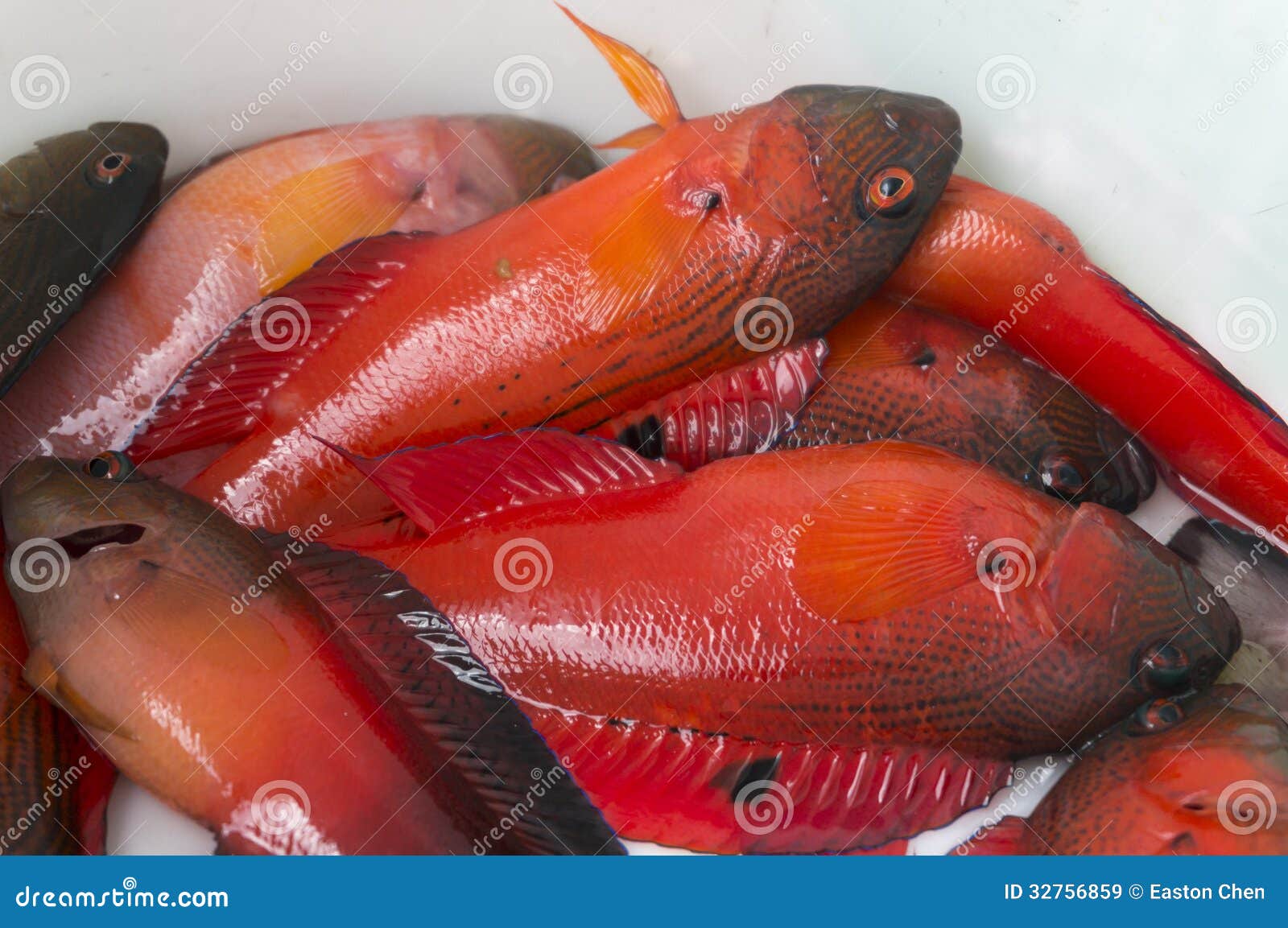 Pescados rojos imagen de archivo. Imagen de rojo, fresco - 32756859