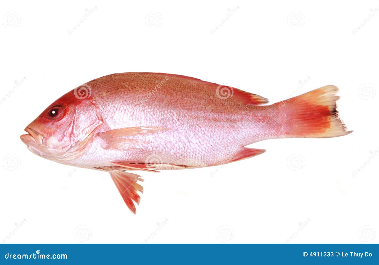 Pescados rojos imagen de archivo. Imagen de rojo, cocina - 4911333