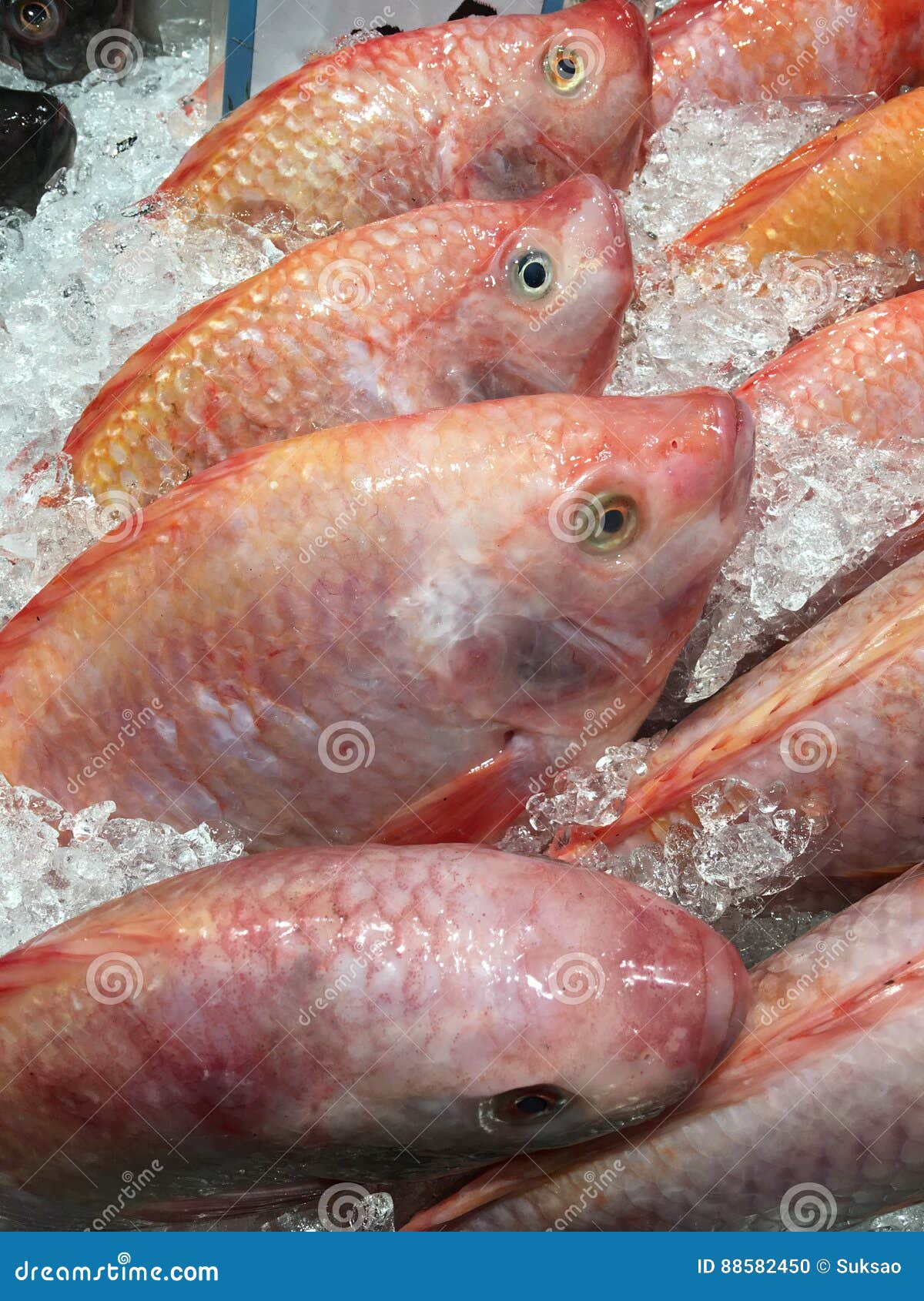 Pescados Rojos De La Tilapia Foto de archivo - Imagen de mercado ...