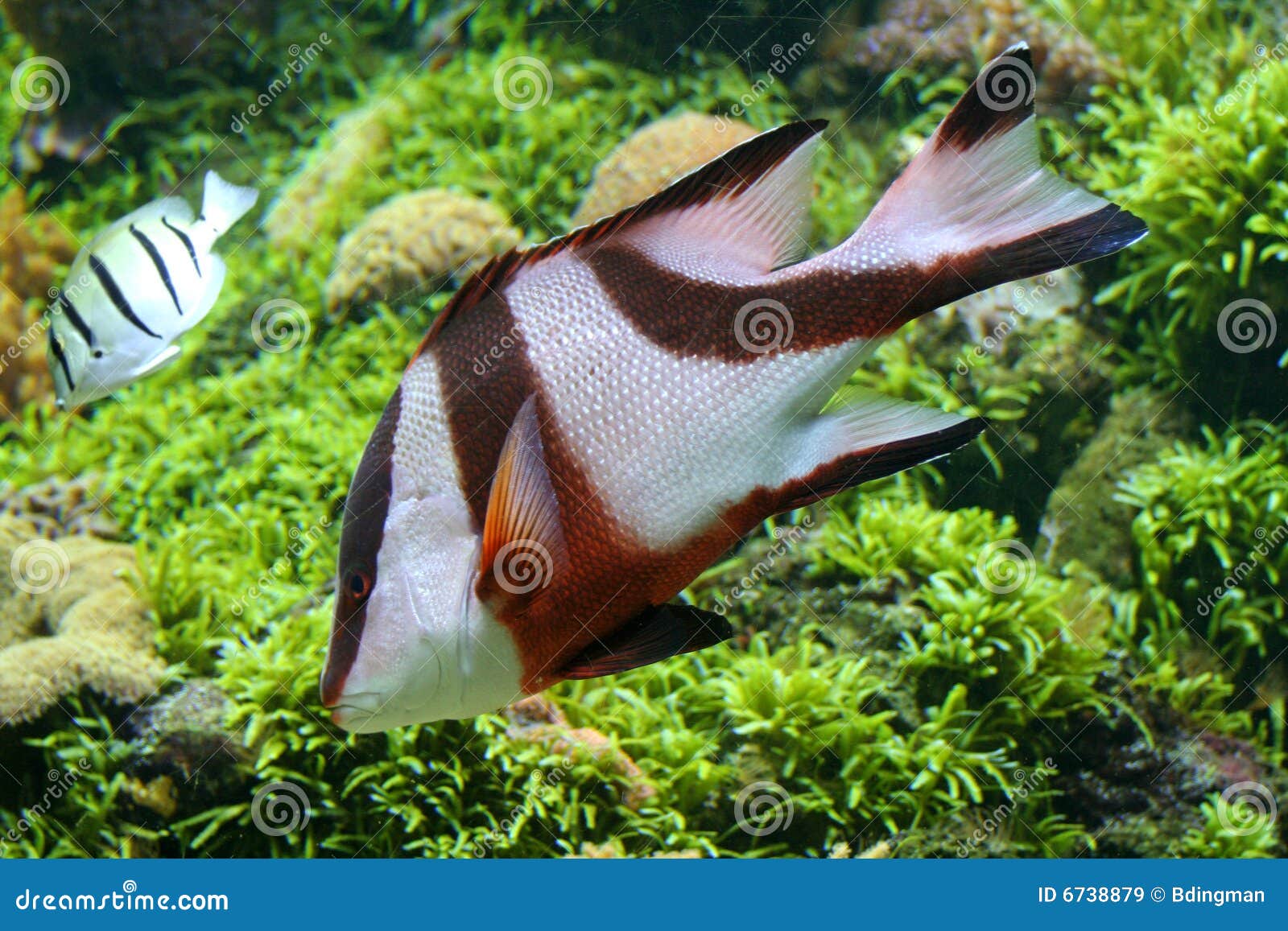 Pescados Tropicales Coloridos Imagen de archivo - Imagen de submarino ...
