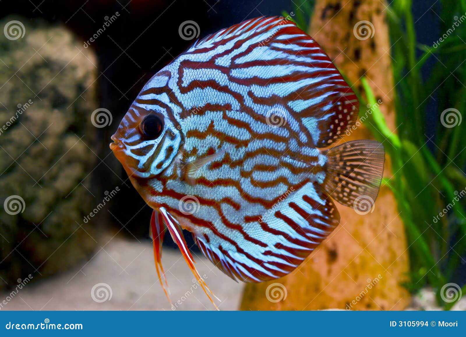 Pescados Tropicales Coloridos Del Disco Foto de archivo - Imagen de ...