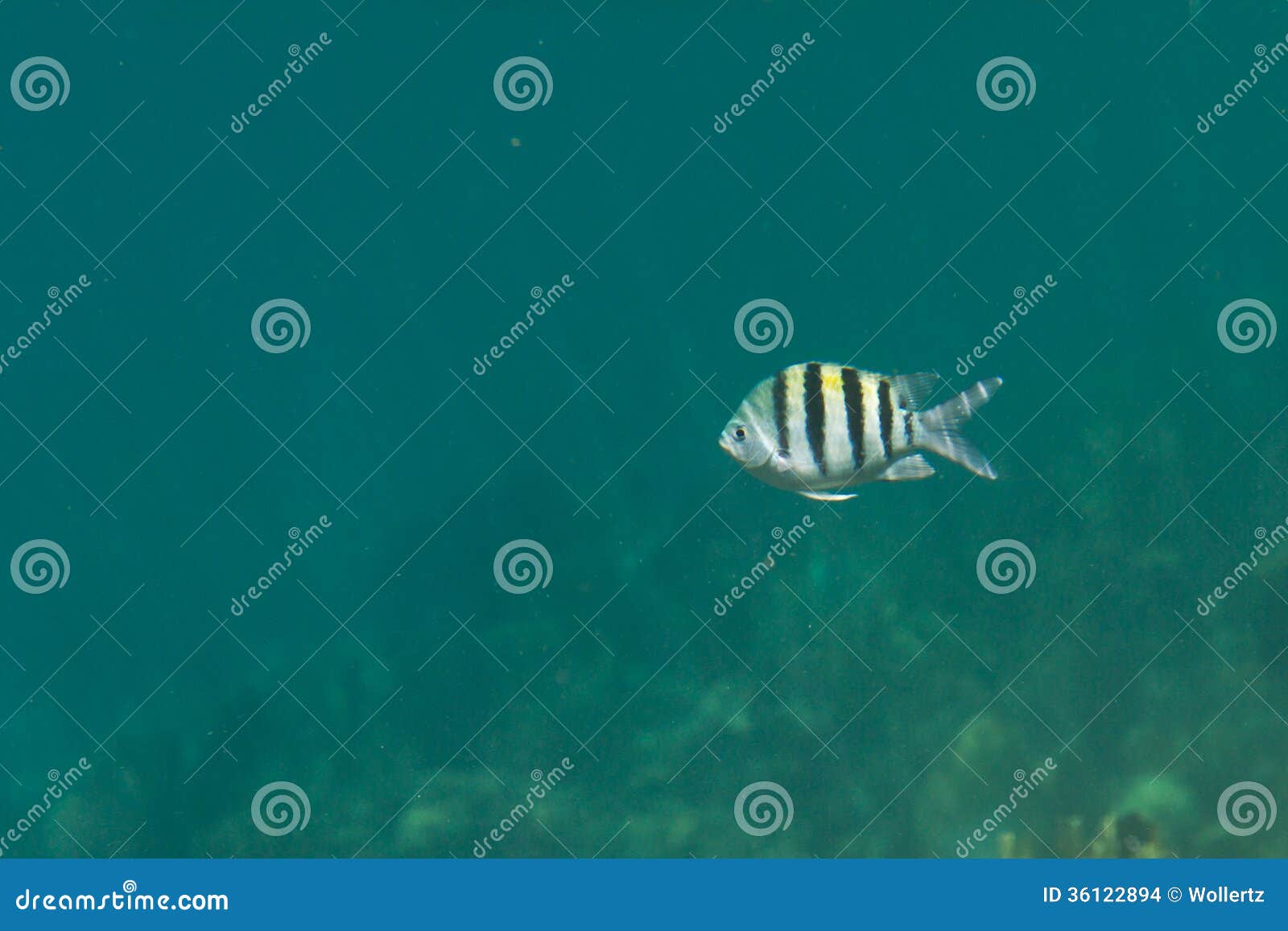 Pescados Tropicales En Belice Foto de archivo - Imagen de travieso ...