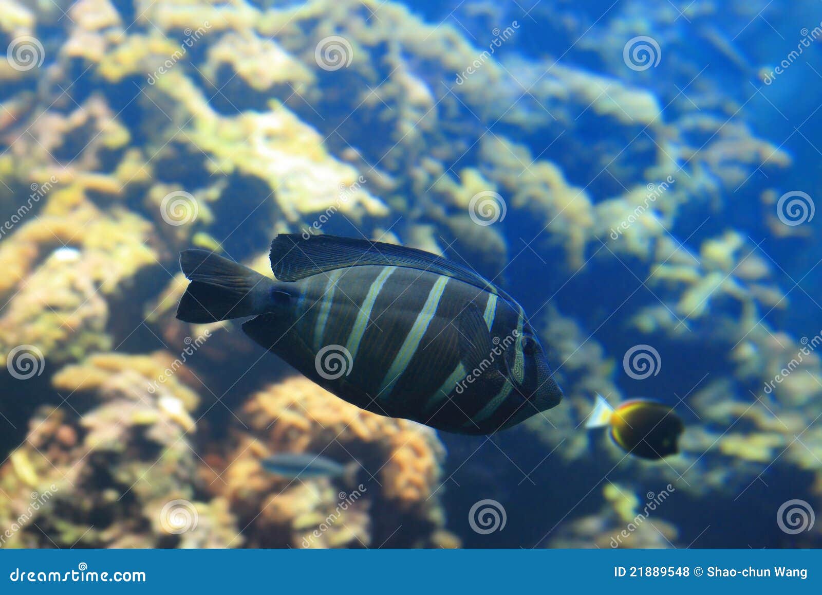 Pescados Tropicales Negros Hermosos Foto de archivo - Imagen de ...