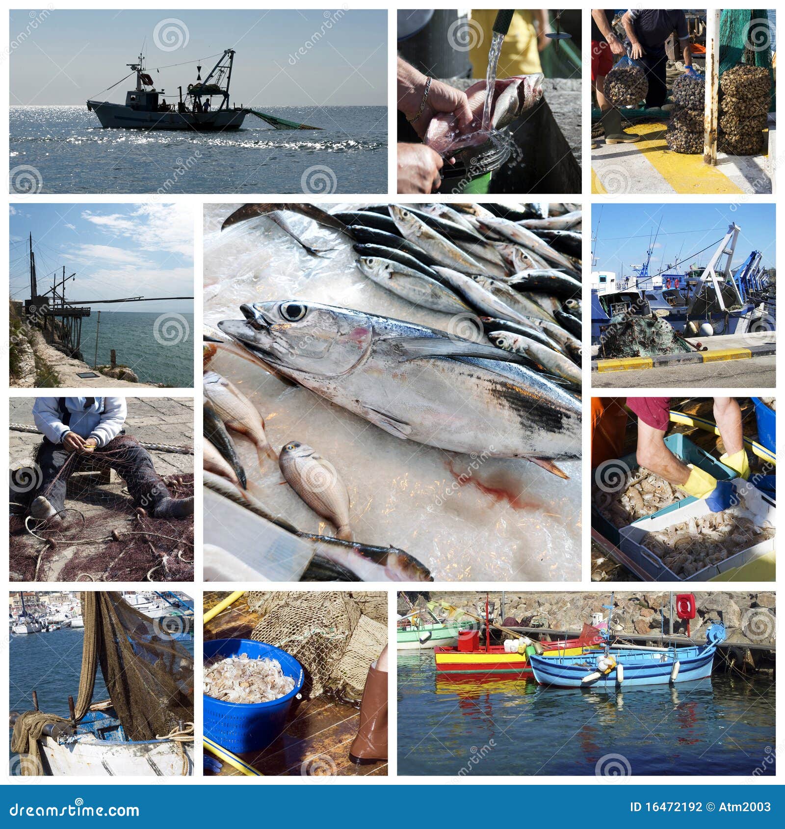 Pescados Y Collage De La Pesca Foto de archivo - Imagen de puerto ...