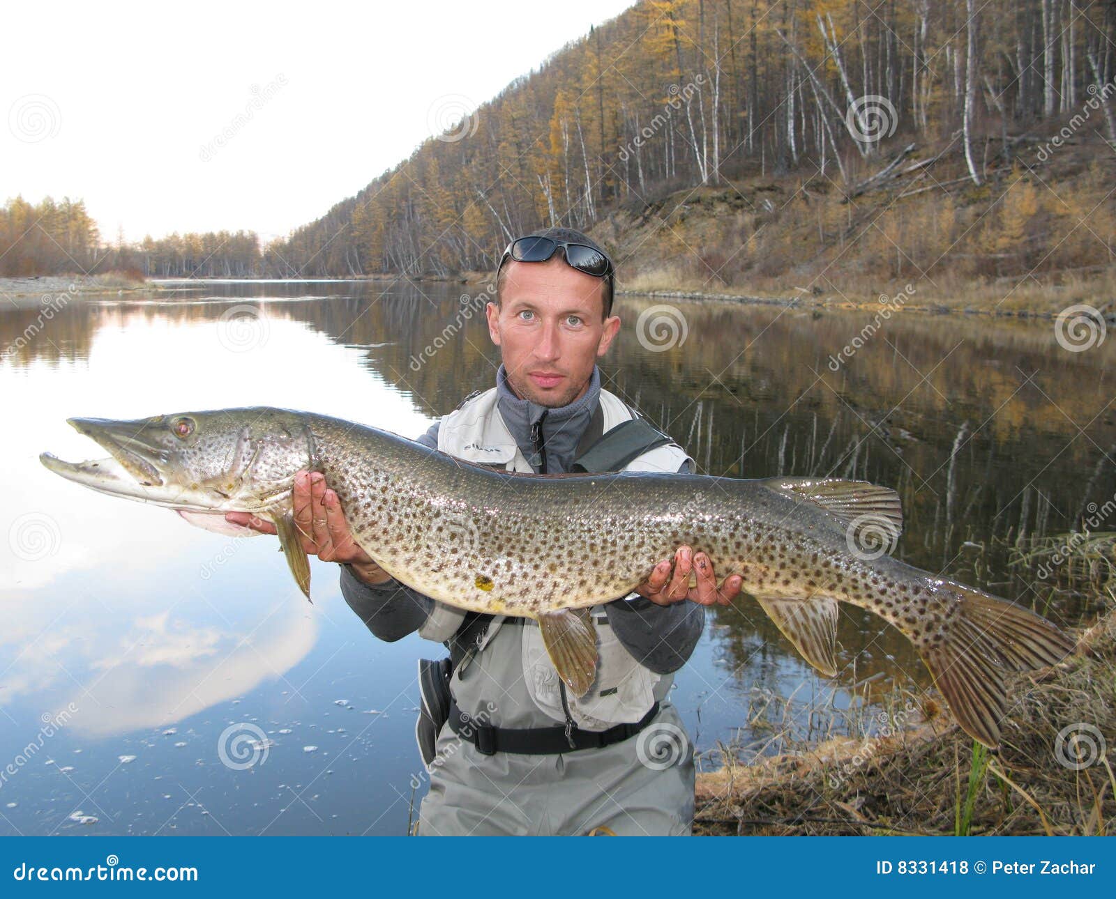Pescatore Con Il Luccio Gigante Fotografia Stock - Immagine di testa ...