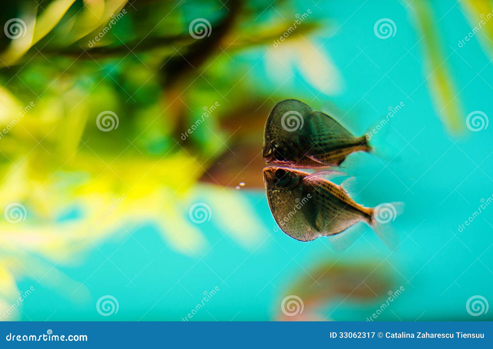 Pesce accetta immagine stock. Immagine di piante, acqua - 33062317