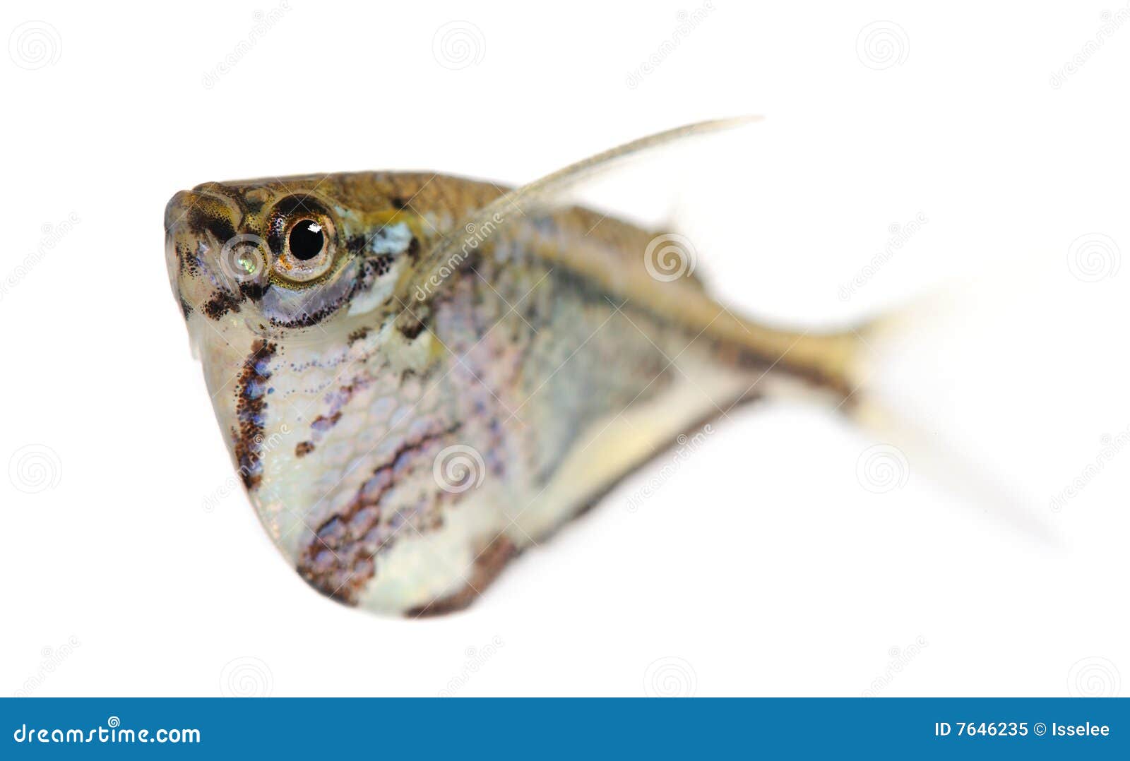 Pesce Accetta Comune - Sternicla Di Gasteropelecus Immagine Stock ...