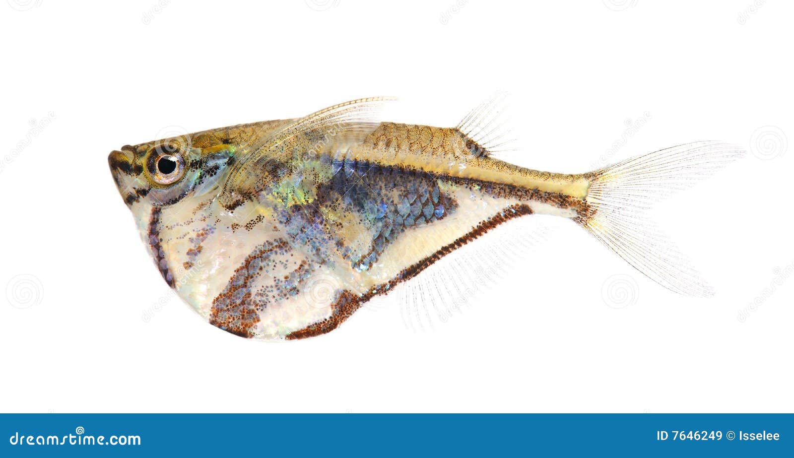 Pesce Accetta Comune - Sternicla Di Gasteropelecus Immagine Stock ...