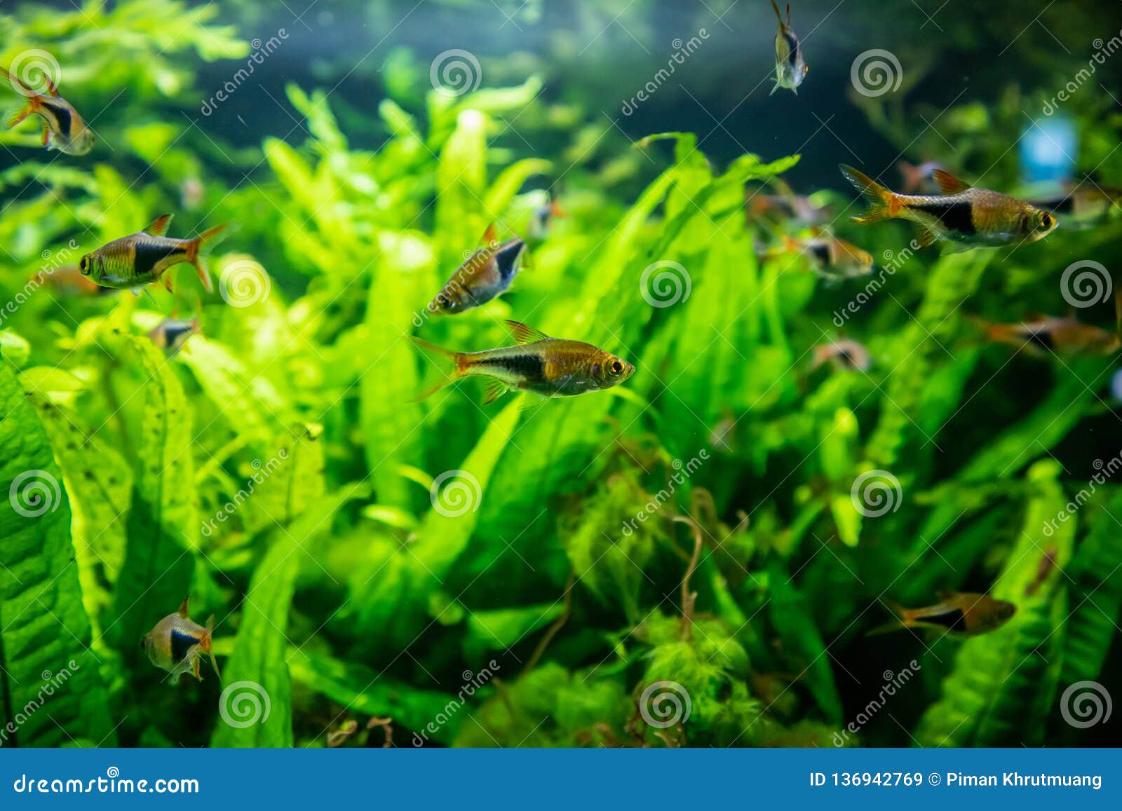 Pesce Al Neon Tropicale D'acqua Dolce Immagine Stock - Immagine di nave ...