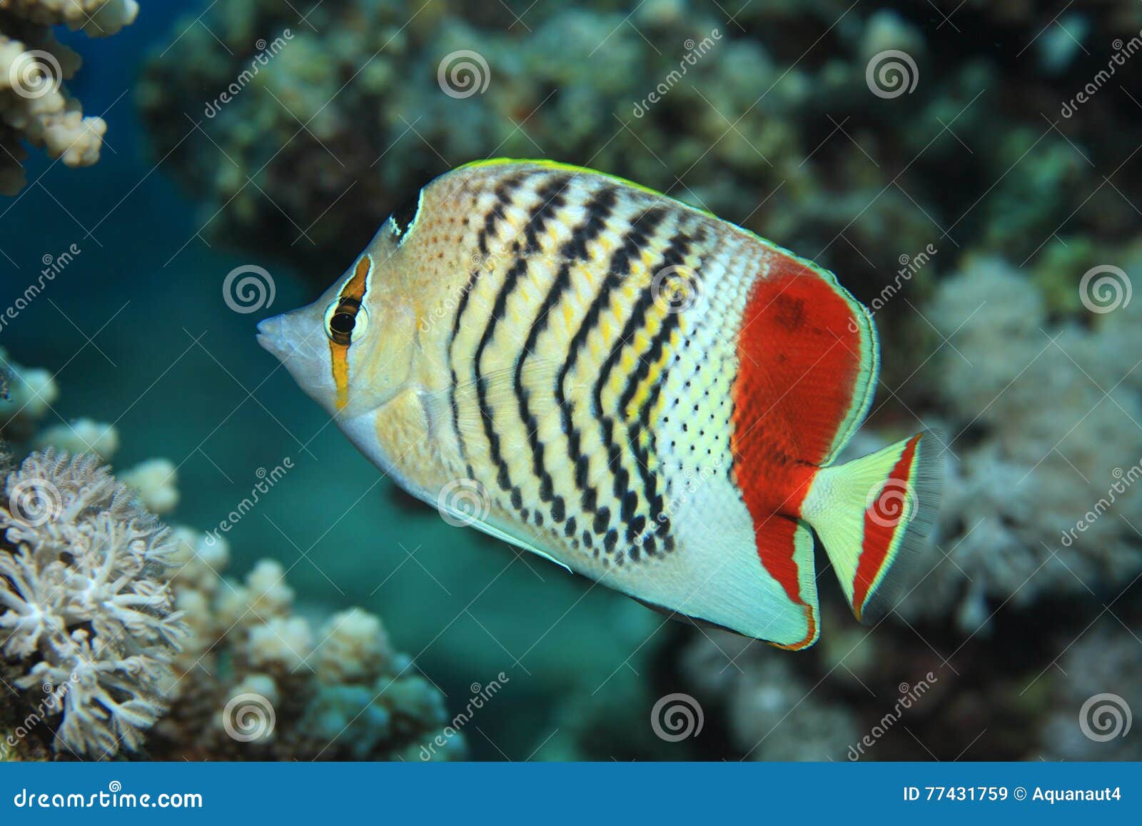 Pesce angelo del Redback immagine stock. Immagine di modello - 77431759