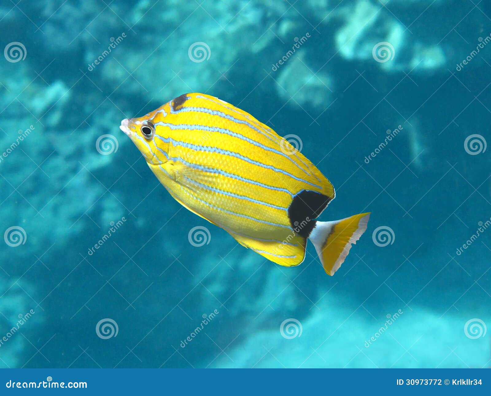 Pesce Angelo Di Bluestripe (kikakapu) Fotografia Stock - Immagine di ...