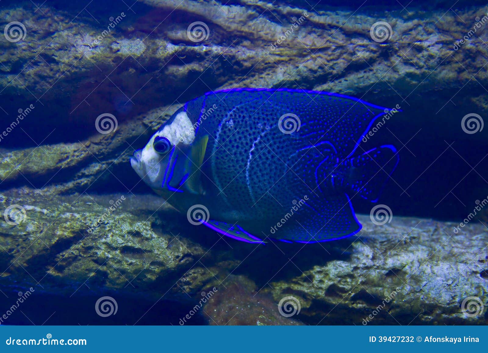 Pesce-angelo (pesce-imperatore) Fotografia Stock - Immagine di acquario ...