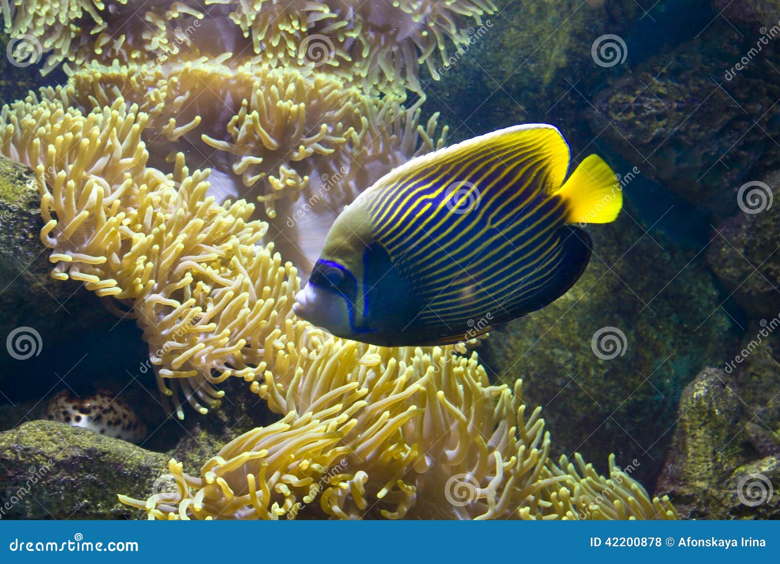 Pesce-angelo (pesce-imperatore) Ed Actinia Fotografia Stock - Immagine ...